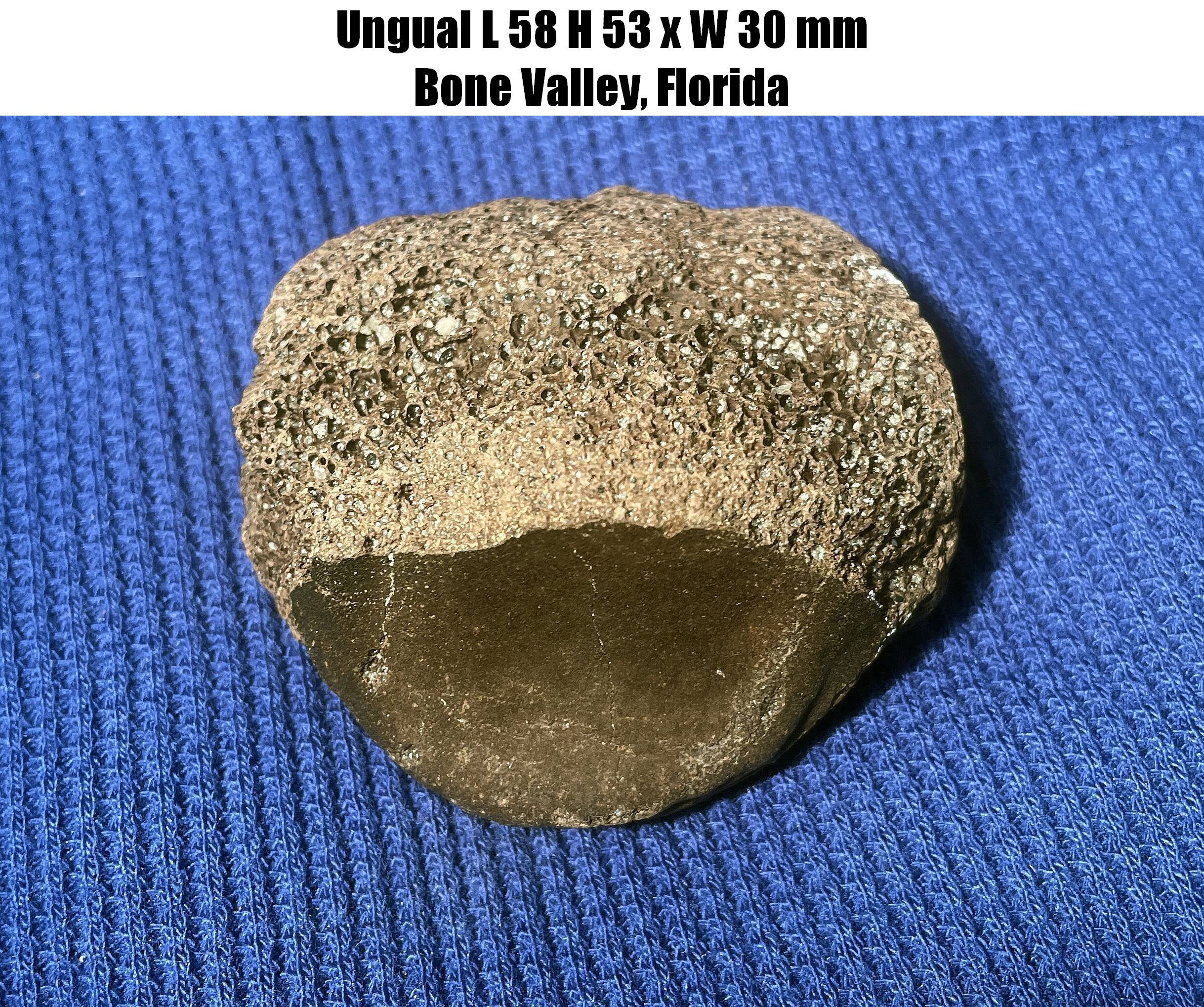 2 Unguals - Fossil ID - The Fossil Forum