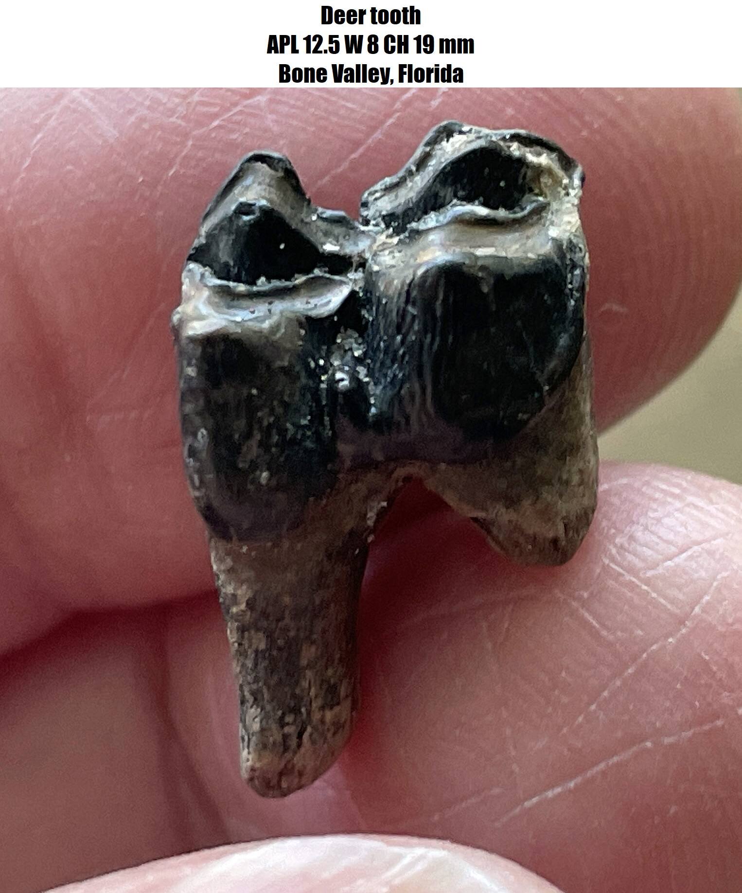 Blancan Deer Tooth - Fossil ID - The Fossil Forum