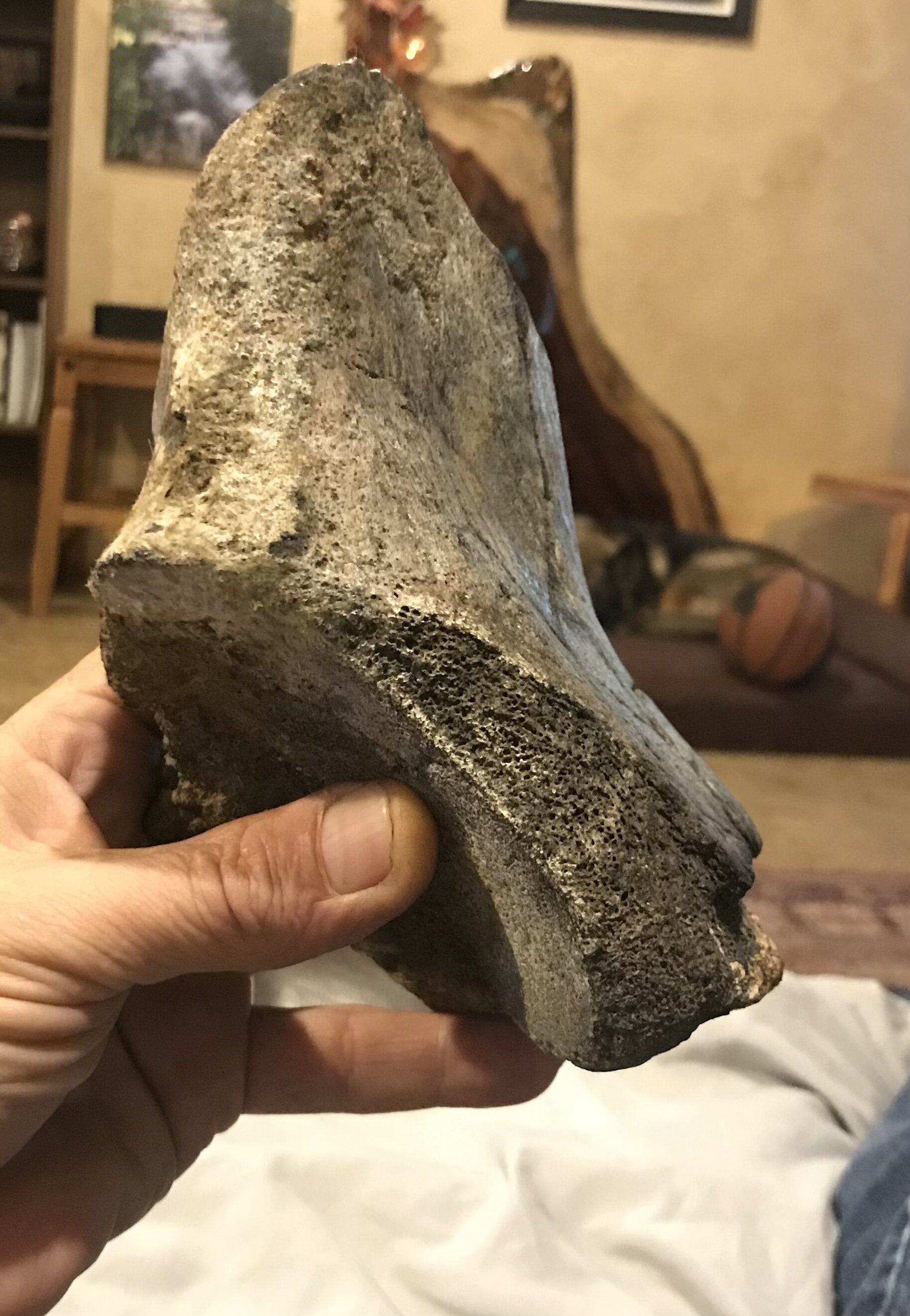large bone fragment help? - Fossil ID - The Fossil Forum