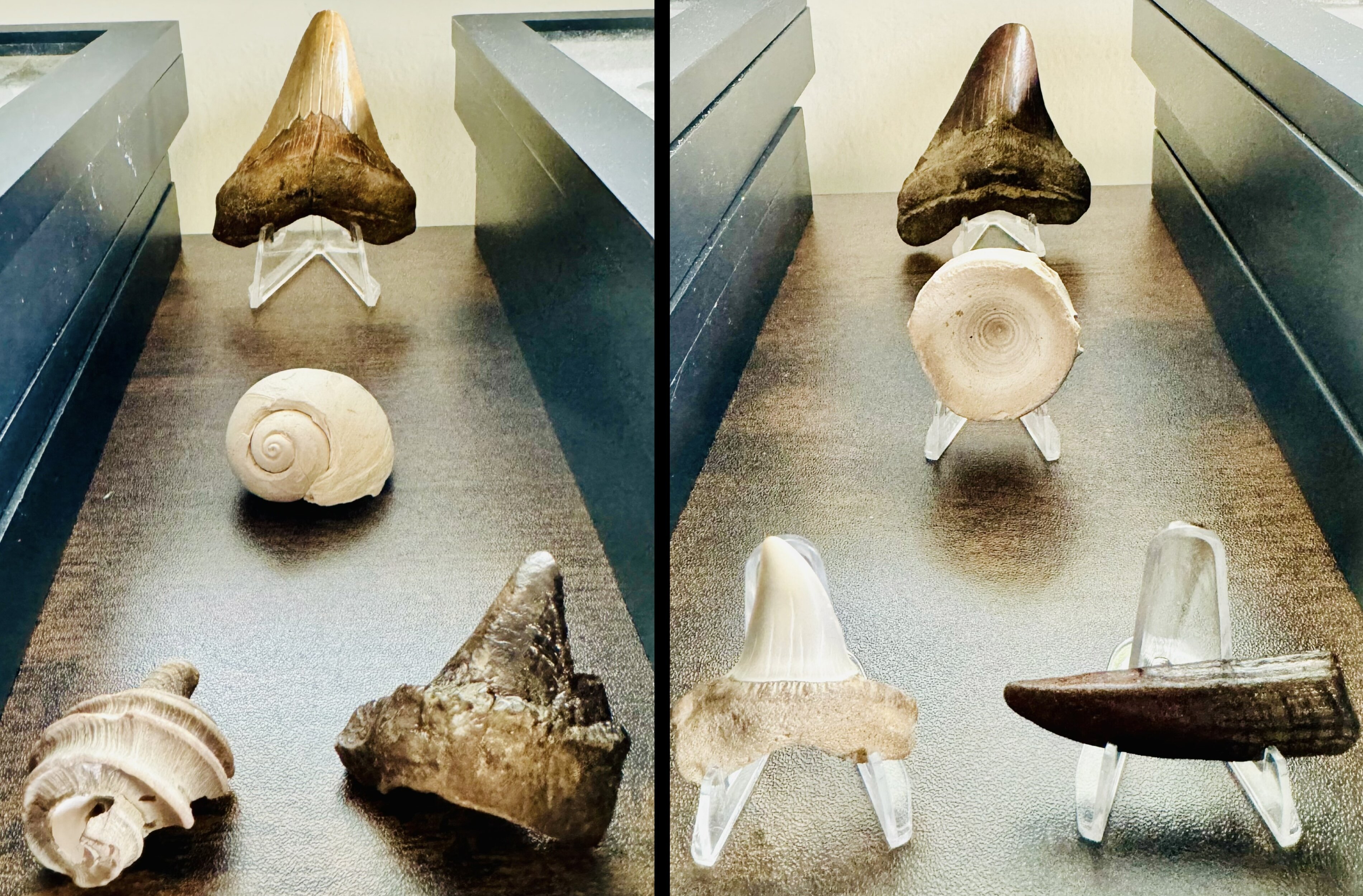 Updated Fossil Display - Member Collections - The Fossil Forum