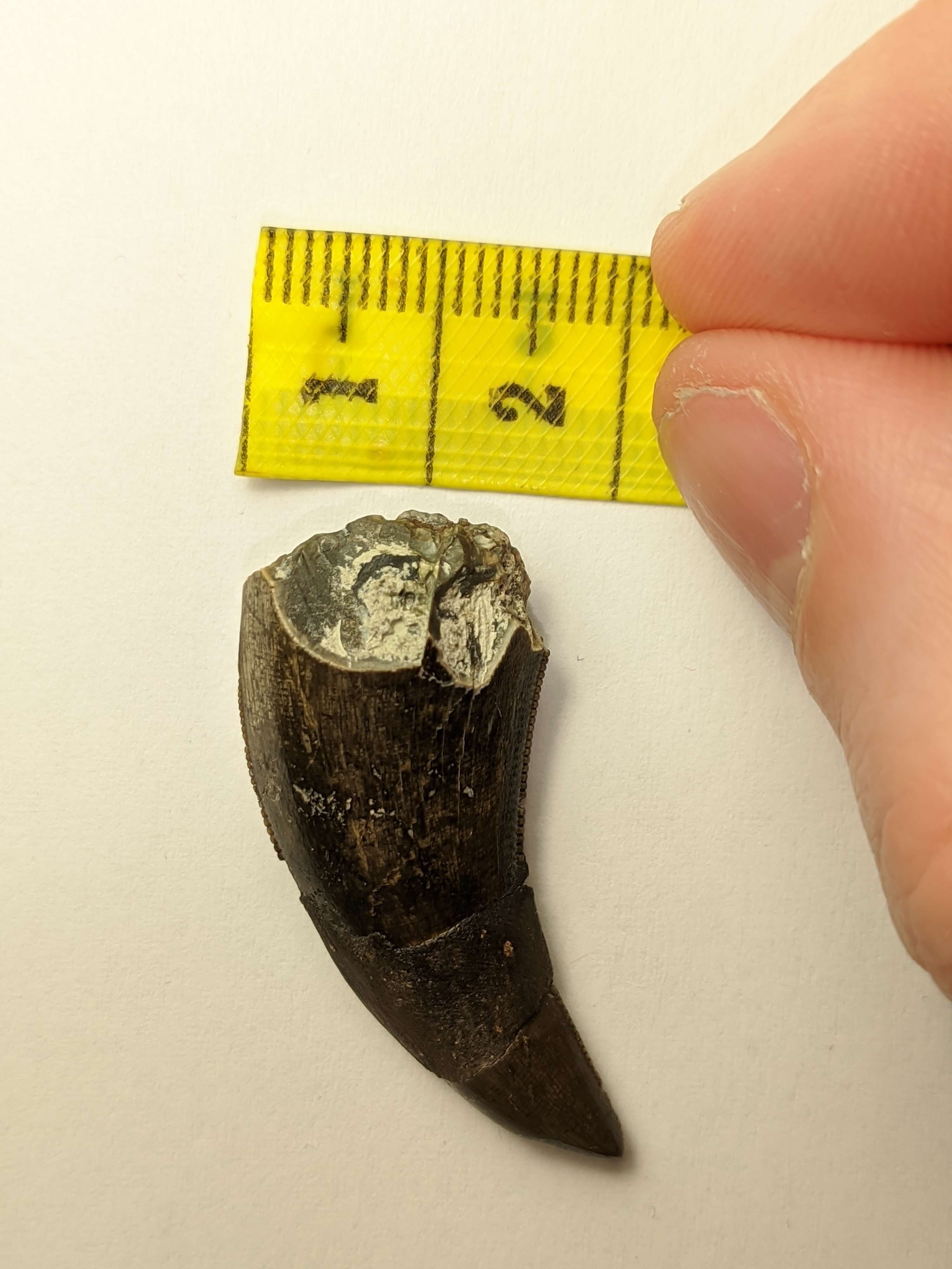 Theropod Tooth ID help - Fossil ID - The Fossil Forum