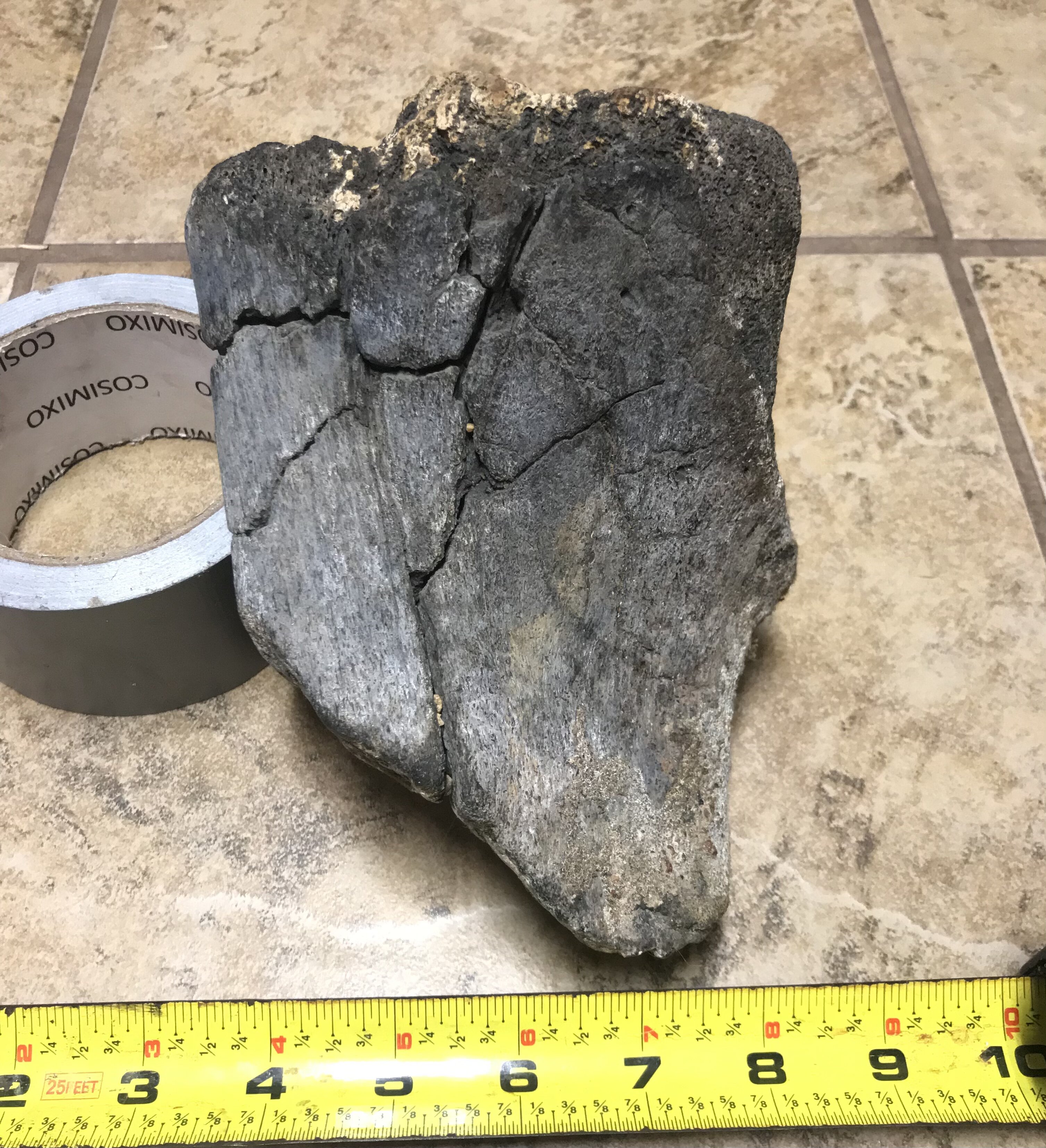 large bone fragment help? - Fossil ID - The Fossil Forum