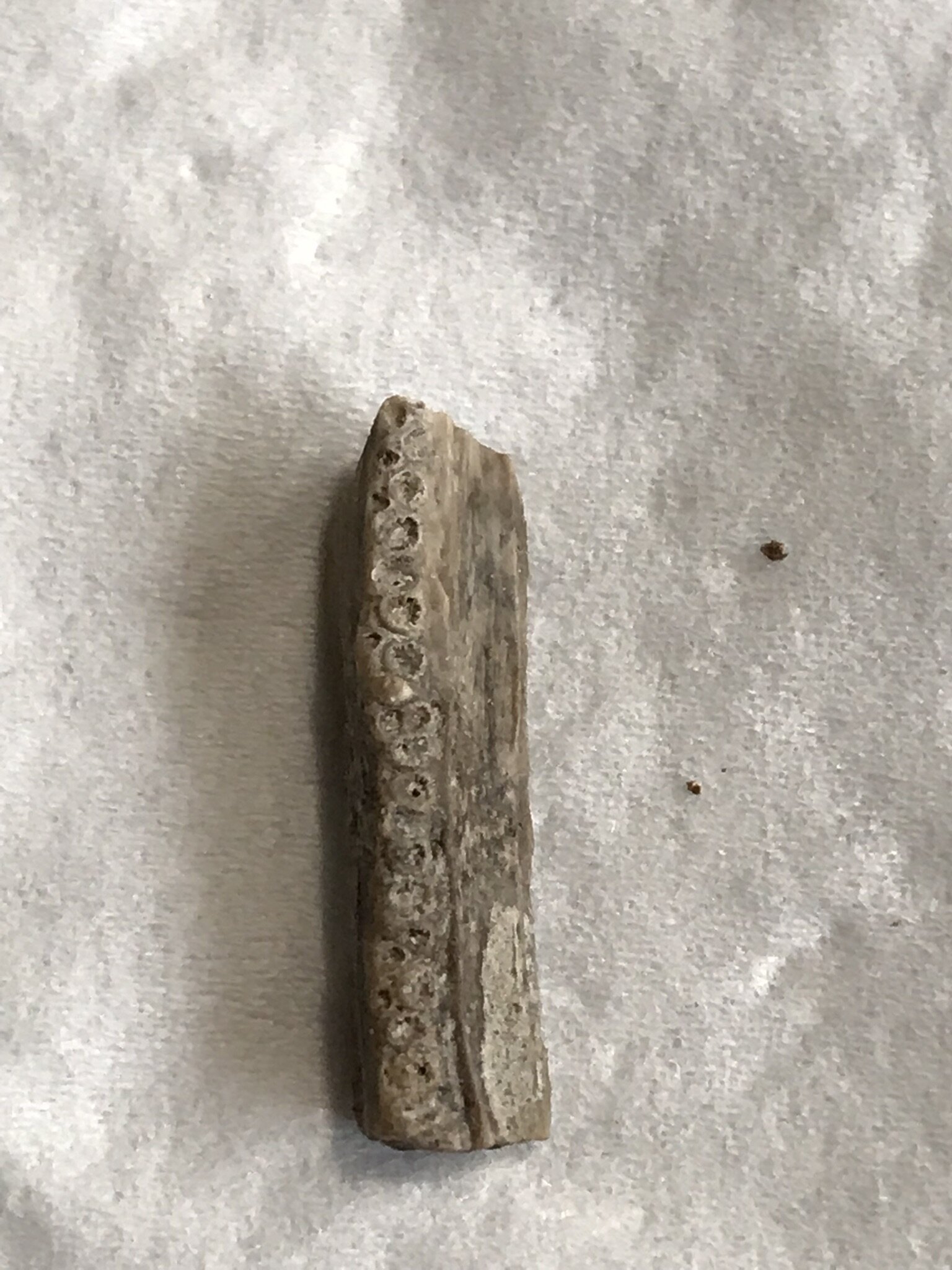 Small Jaw with teeth, from Alberta - Fossil ID - The Fossil Forum