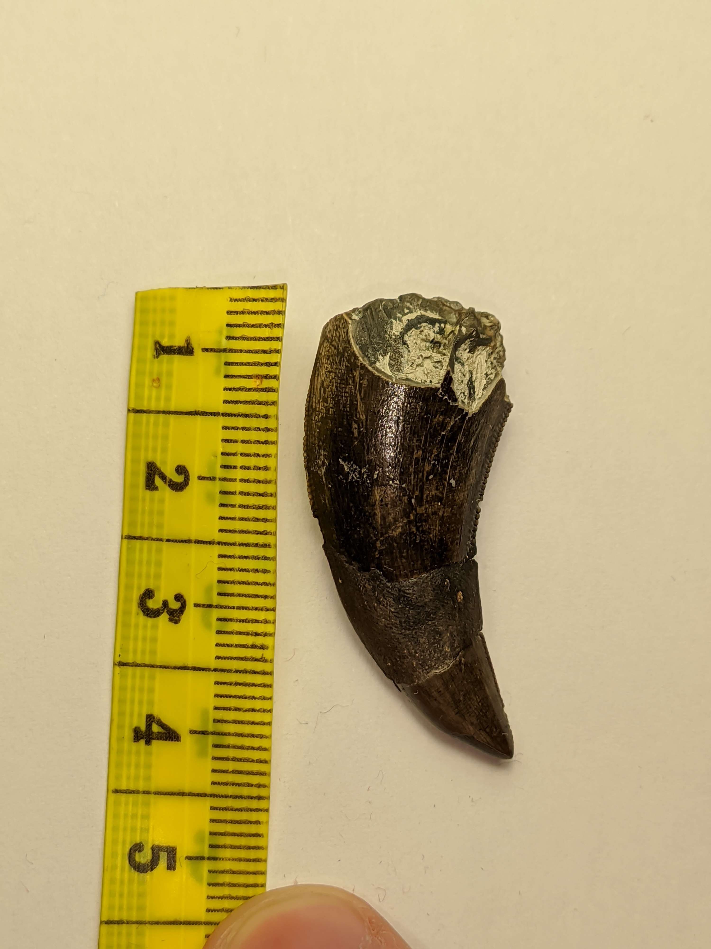 Theropod Tooth ID help - Fossil ID - The Fossil Forum