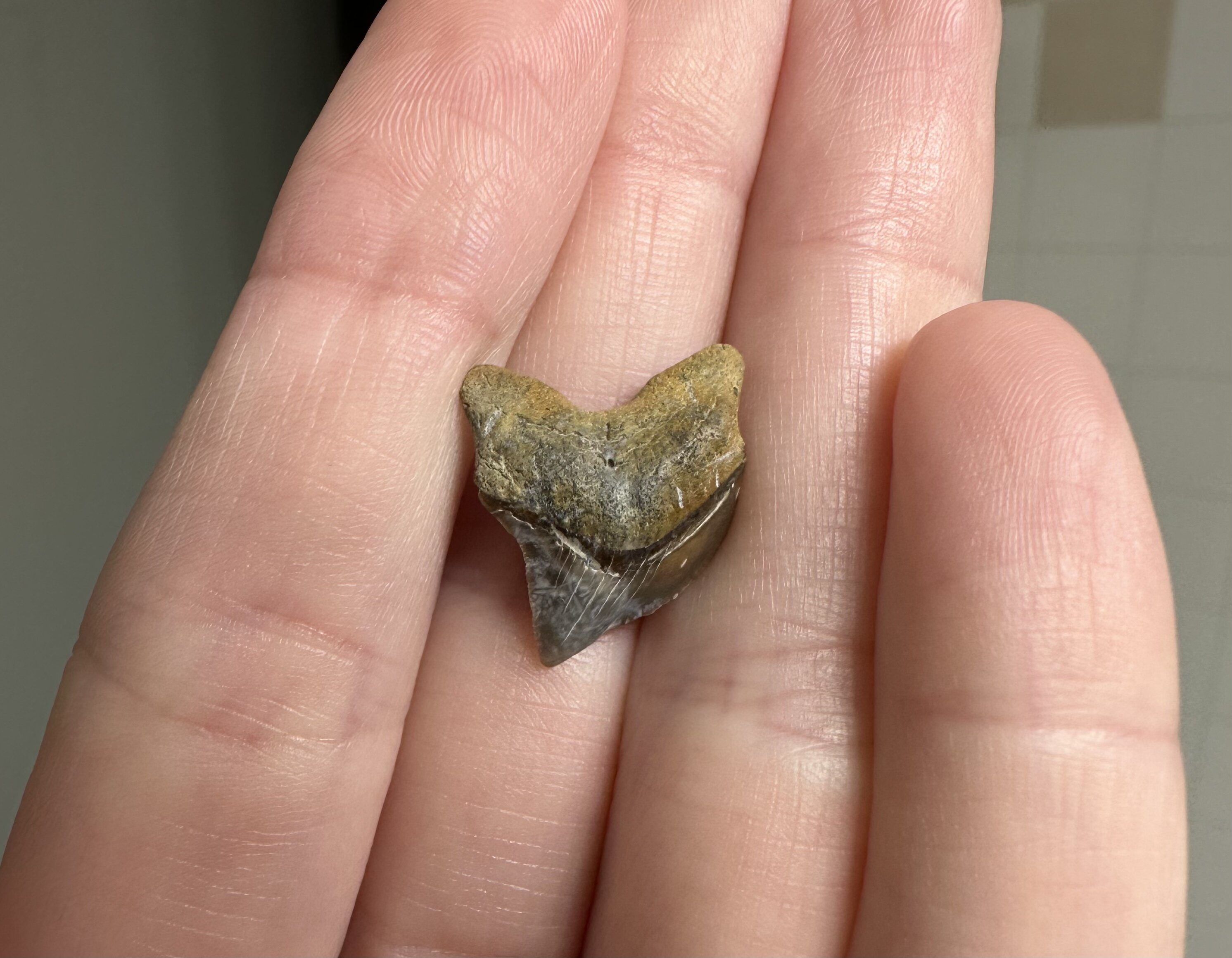 Fossilized teeth ID help - Fossil ID - The Fossil Forum