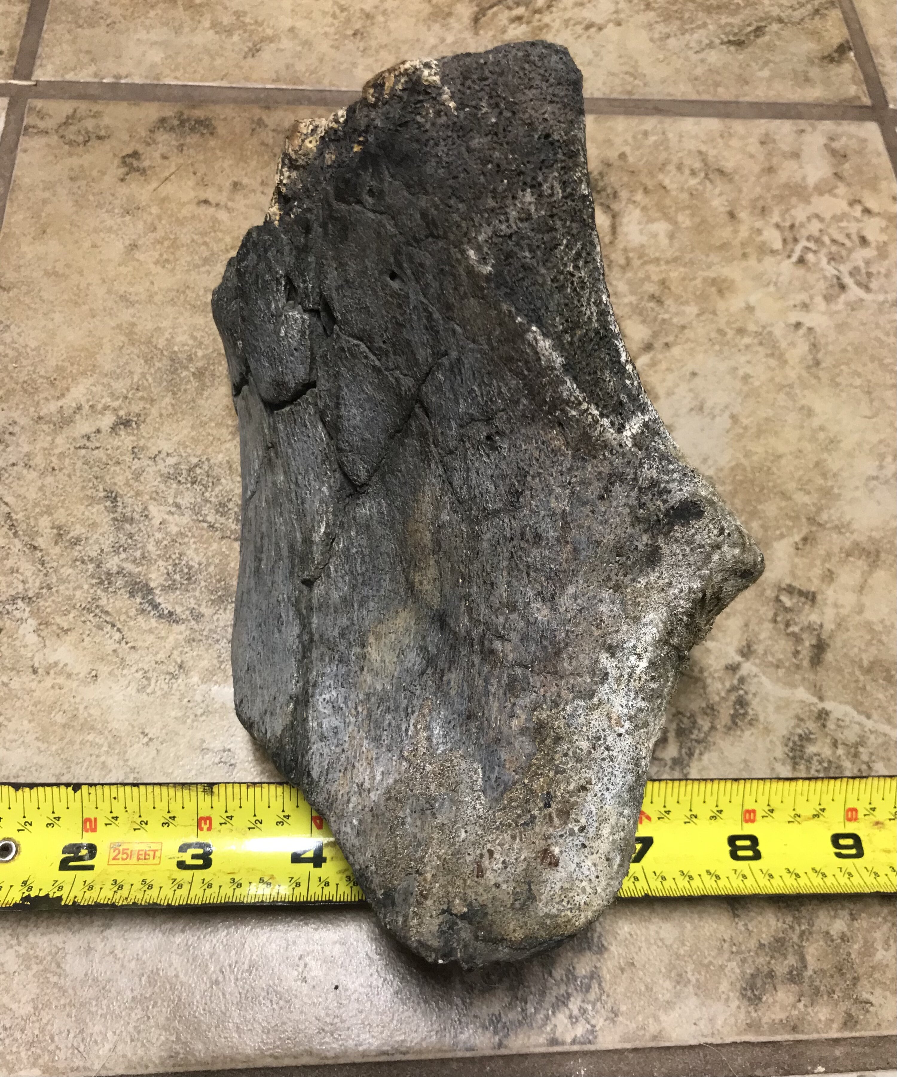 large bone fragment help? - Fossil ID - The Fossil Forum