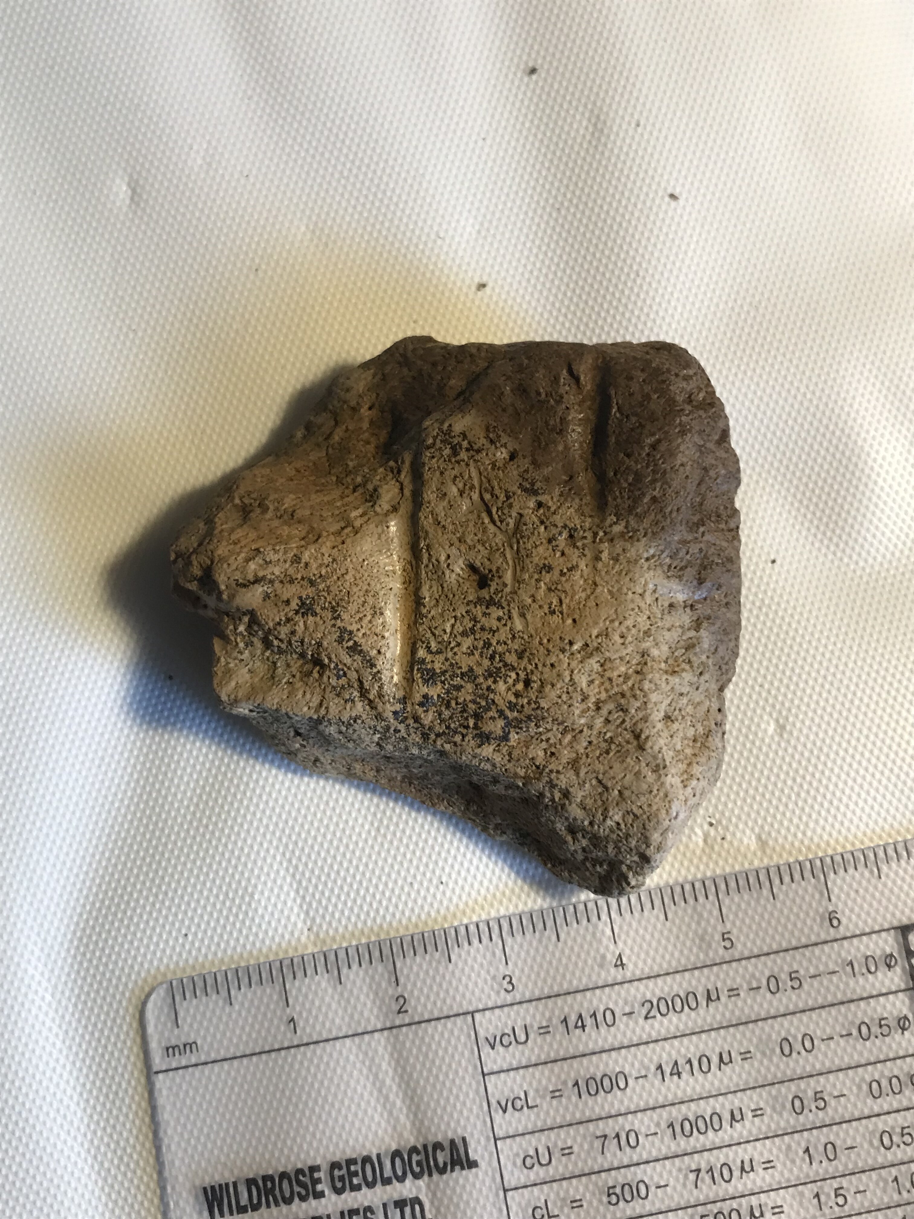 Many Dinosaur Park formation fossils - Fossil ID - The Fossil Forum
