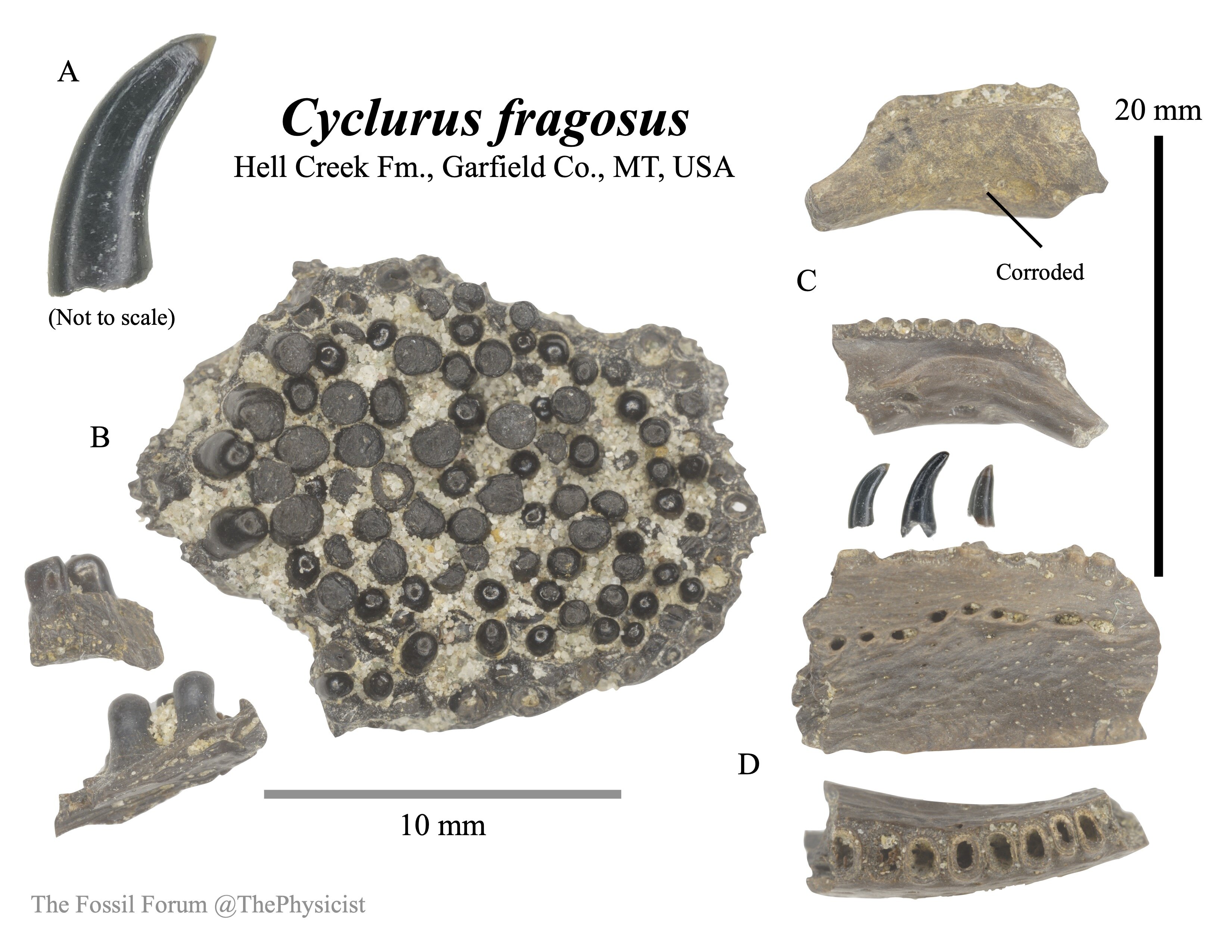 A Comprehensive Sampling of the Hell Creek Formation - Member ...