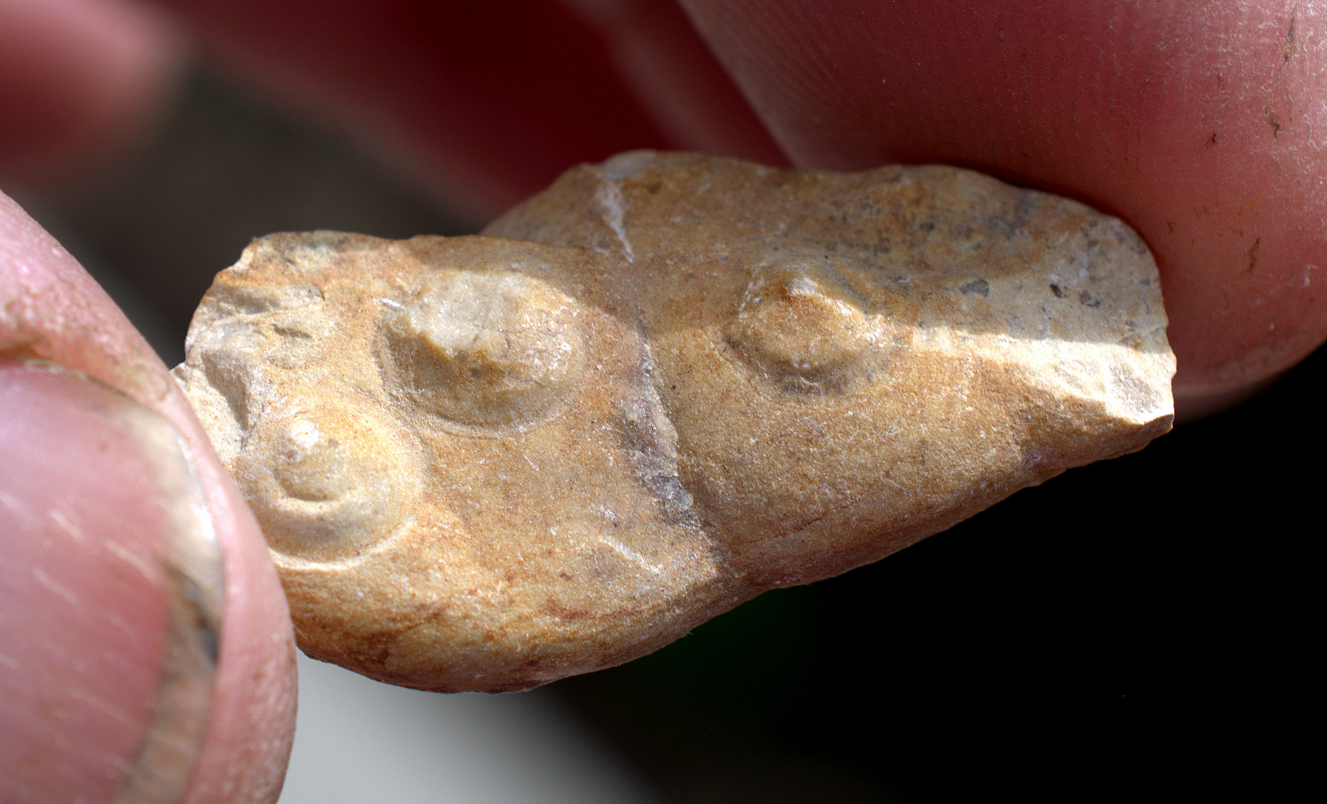 Need of an ID or Understanding, Bumps on a Gastropod Steinkern - Fossil ...
