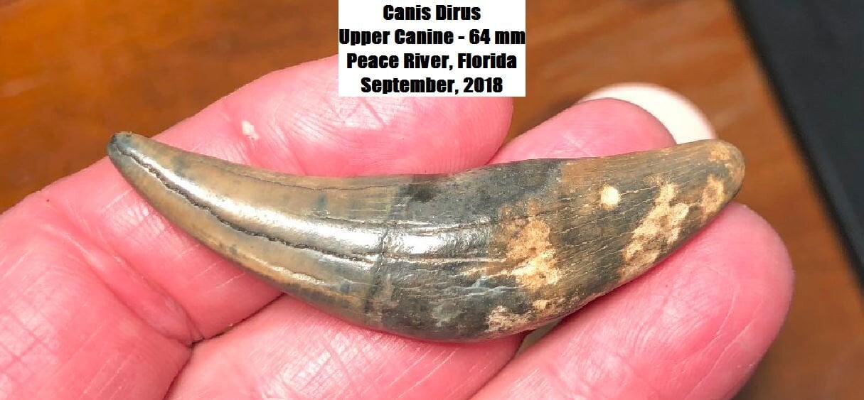 Tooth identification - Fossil ID - The Fossil Forum