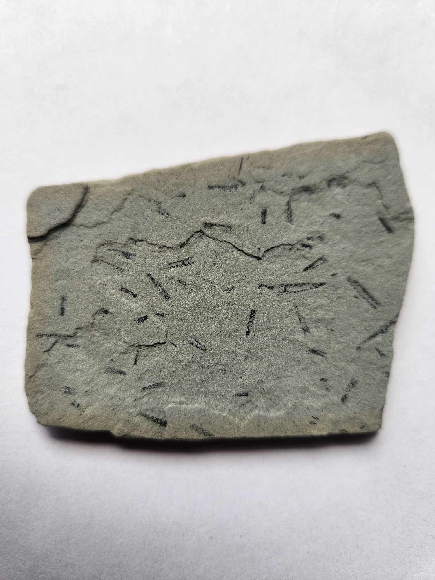 Dendroid graptolites - Fossil Hunting Trips - The Fossil Forum