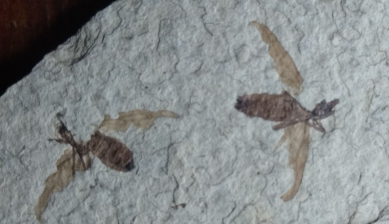 Green river insects - Is It Real? How to Recognize Fossil Fabrications ...