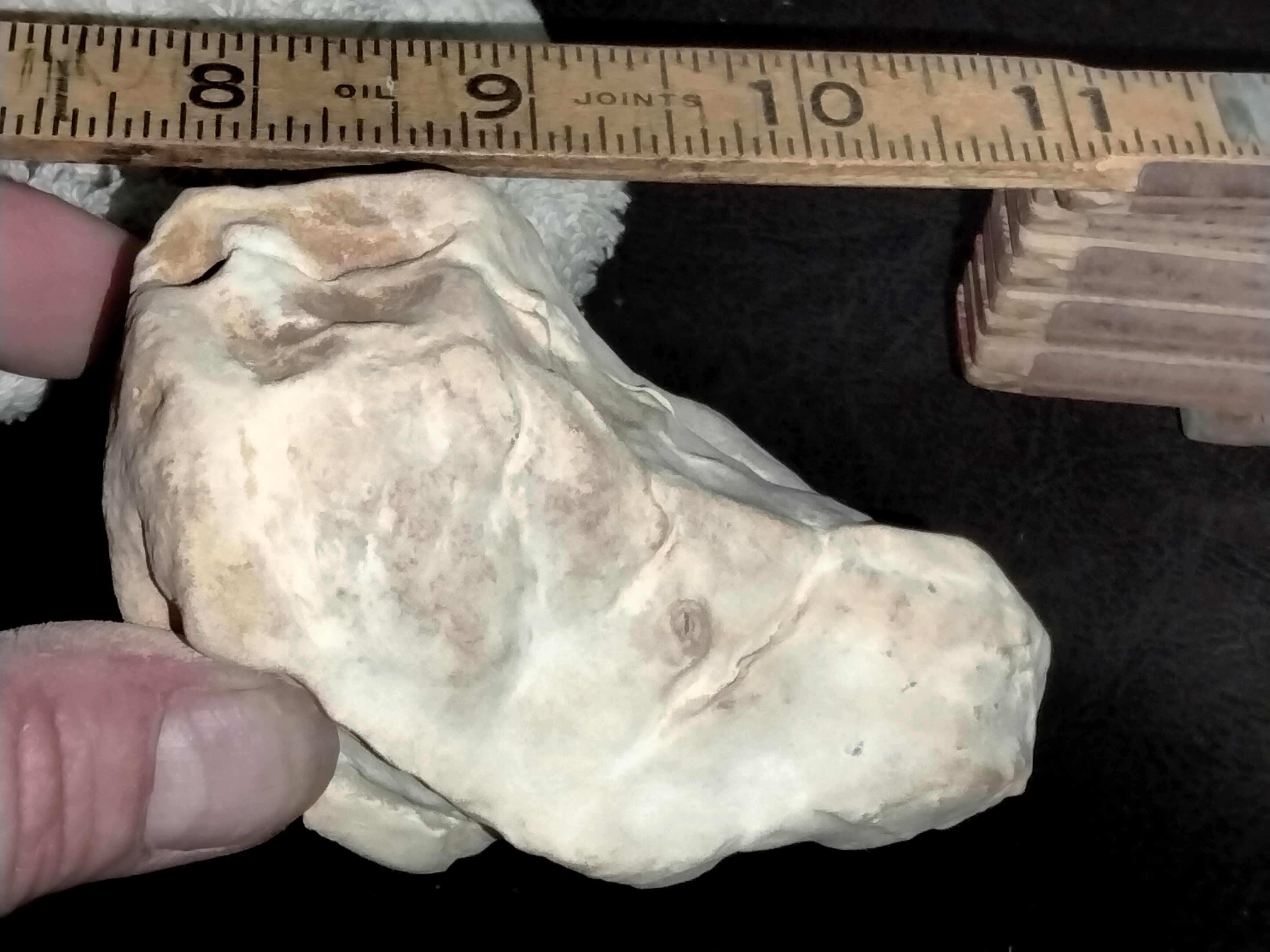 Possible dino head - Fossil ID - The Fossil Forum
