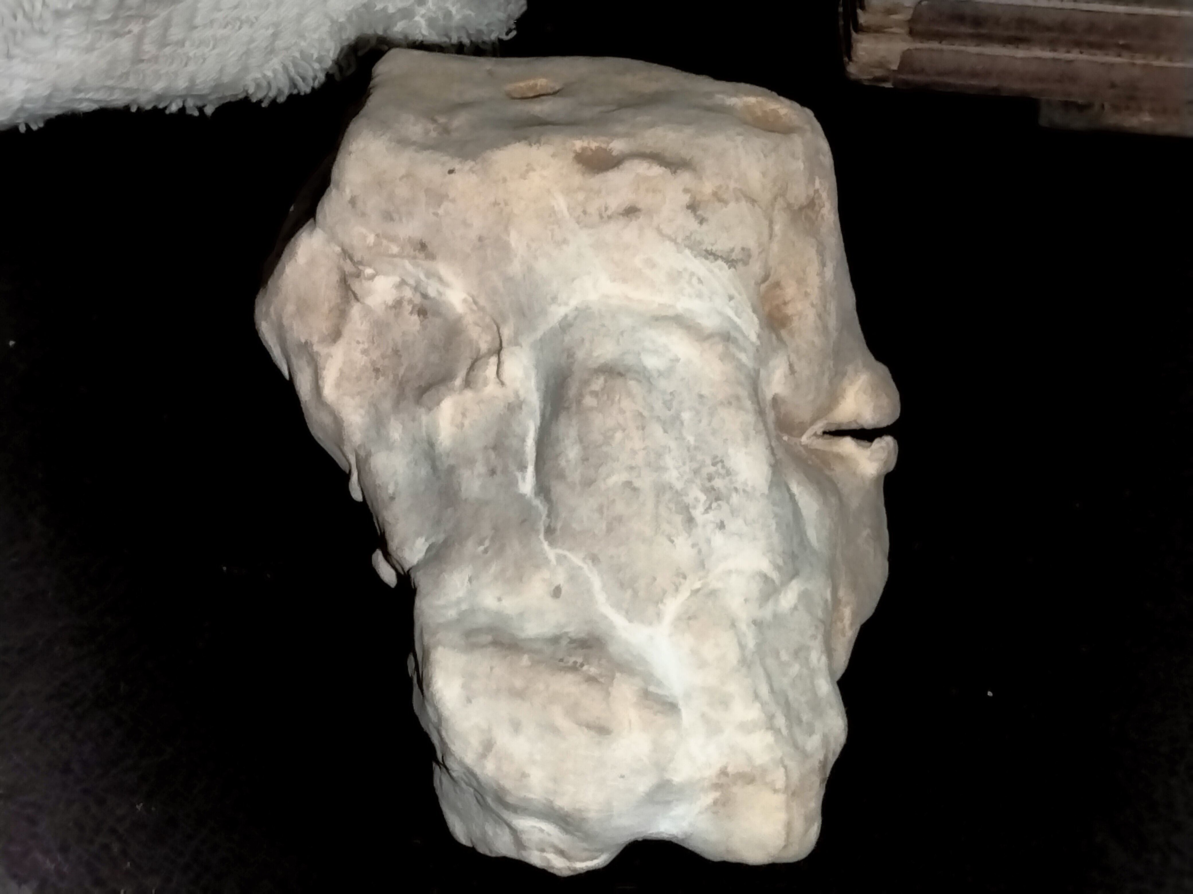 Possible dino head - Fossil ID - The Fossil Forum