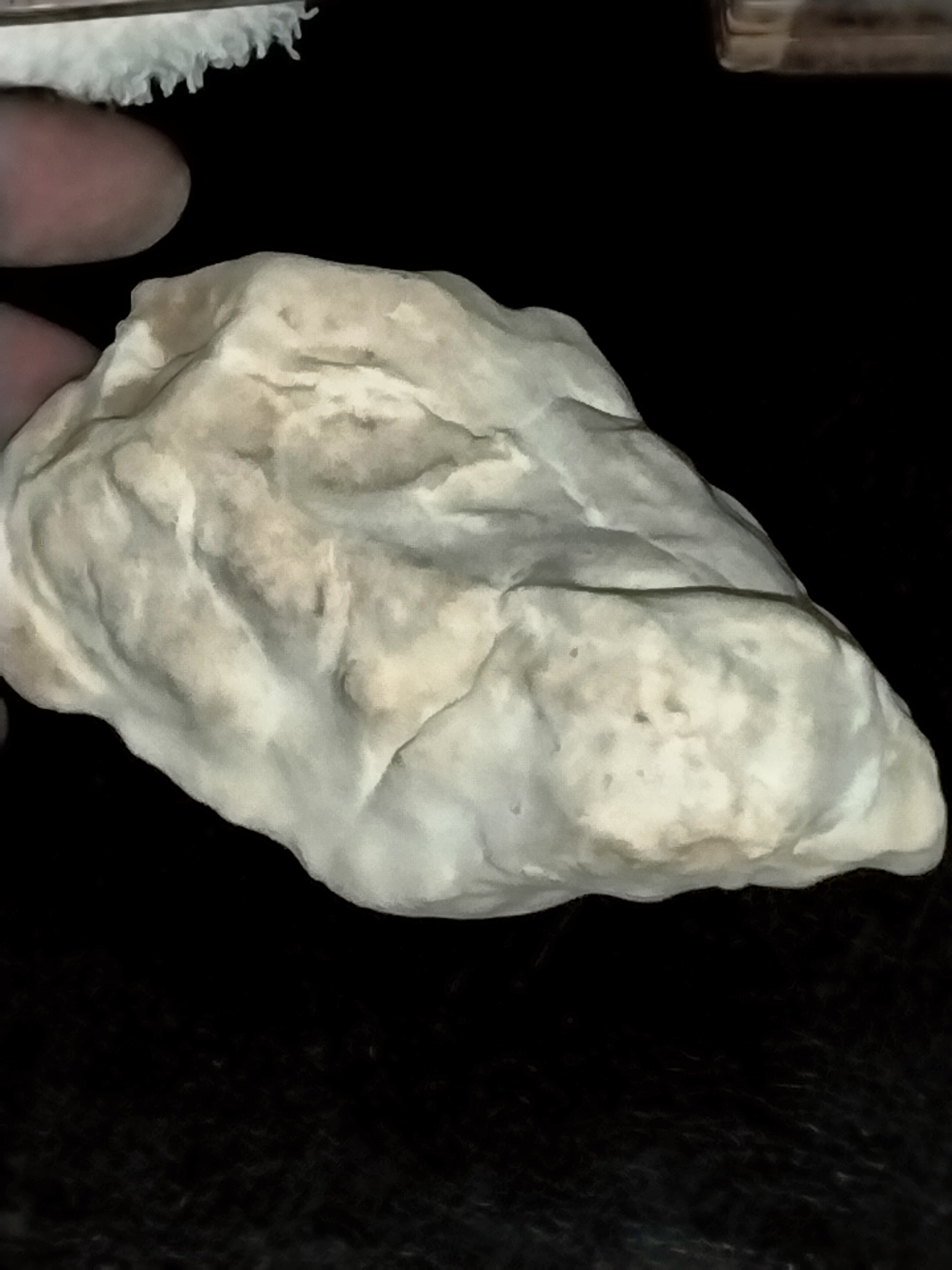 Possible dino head - Fossil ID - The Fossil Forum