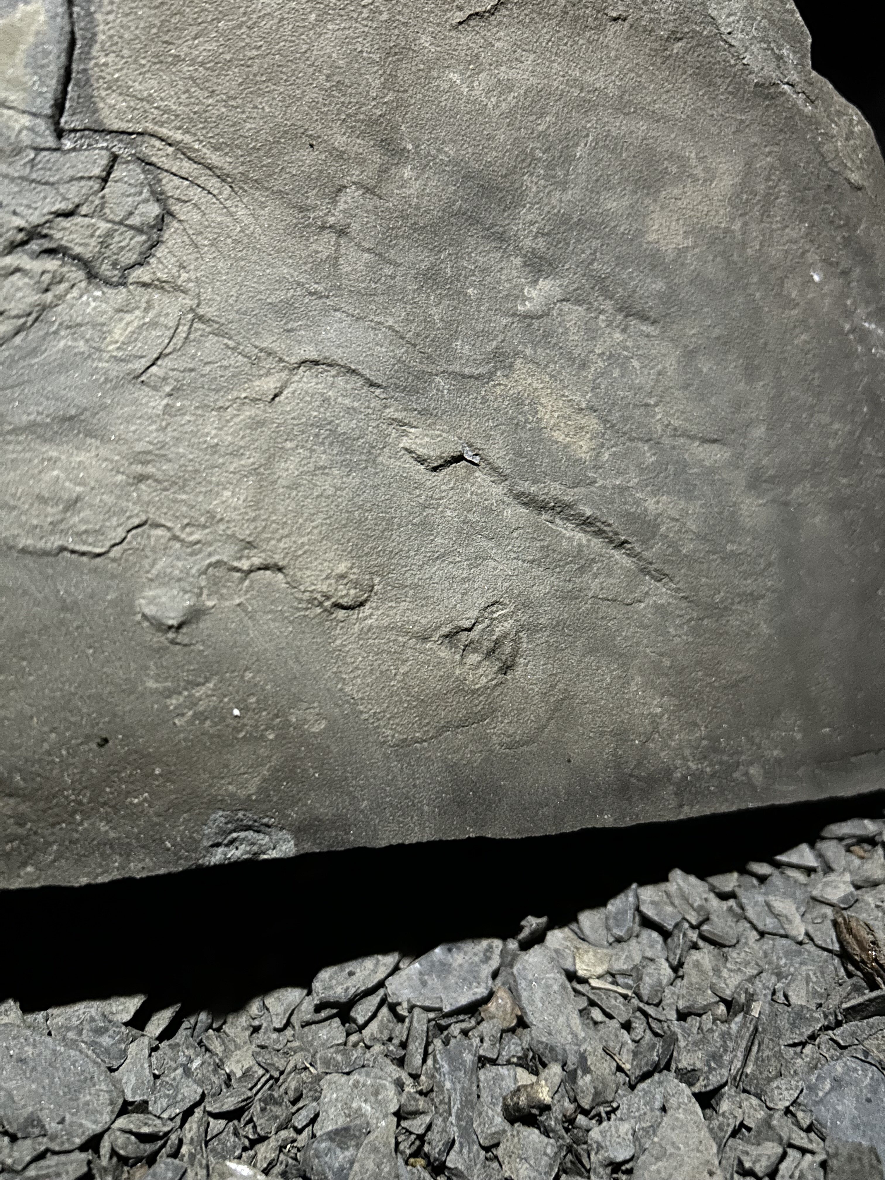 Interesting shapes when I split this rock Hudson River, Albany, NY ...