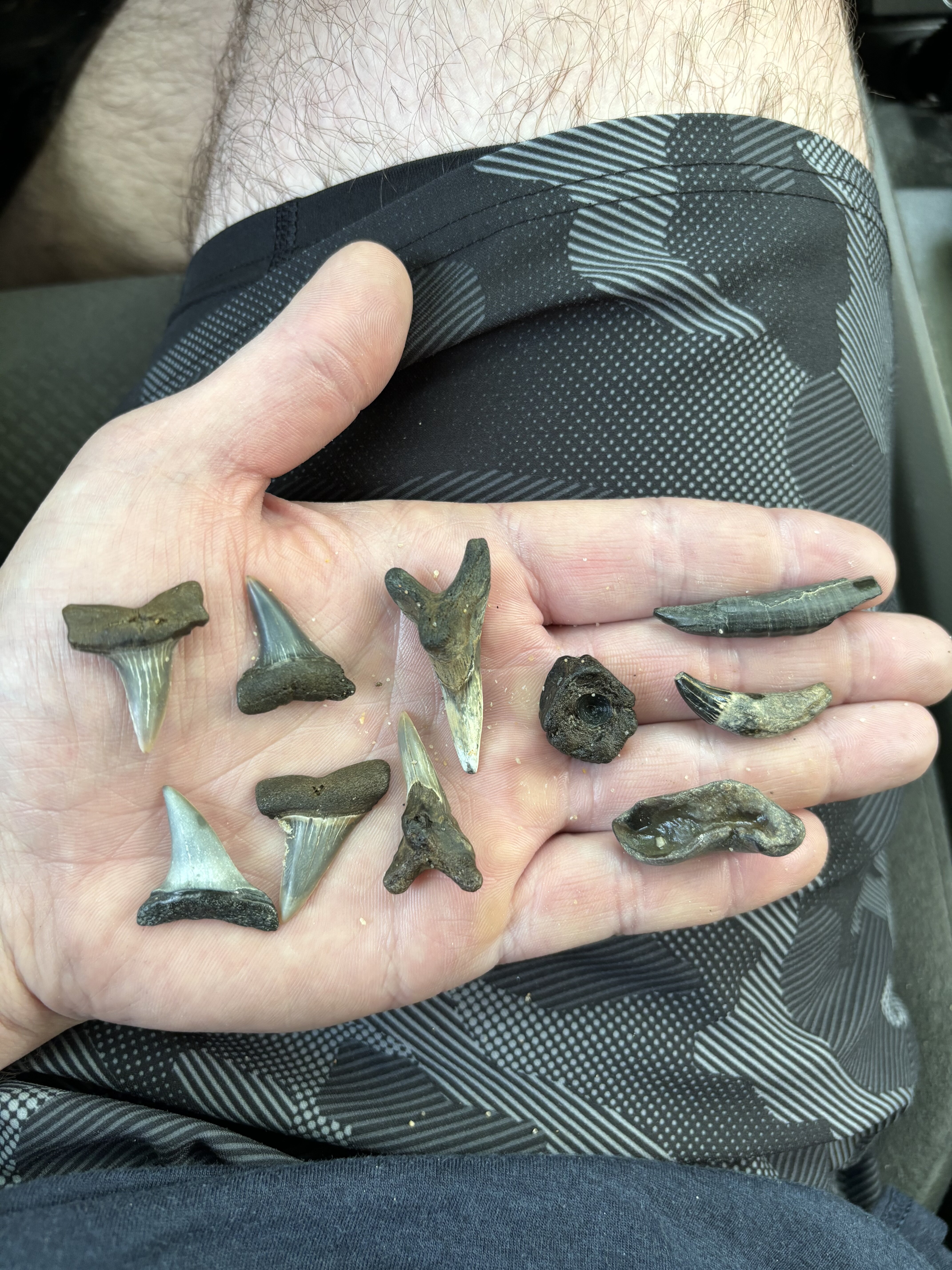 Stratford Cliffs Fossil Hunting Excursion - Fossil Hunting Trips - The ...