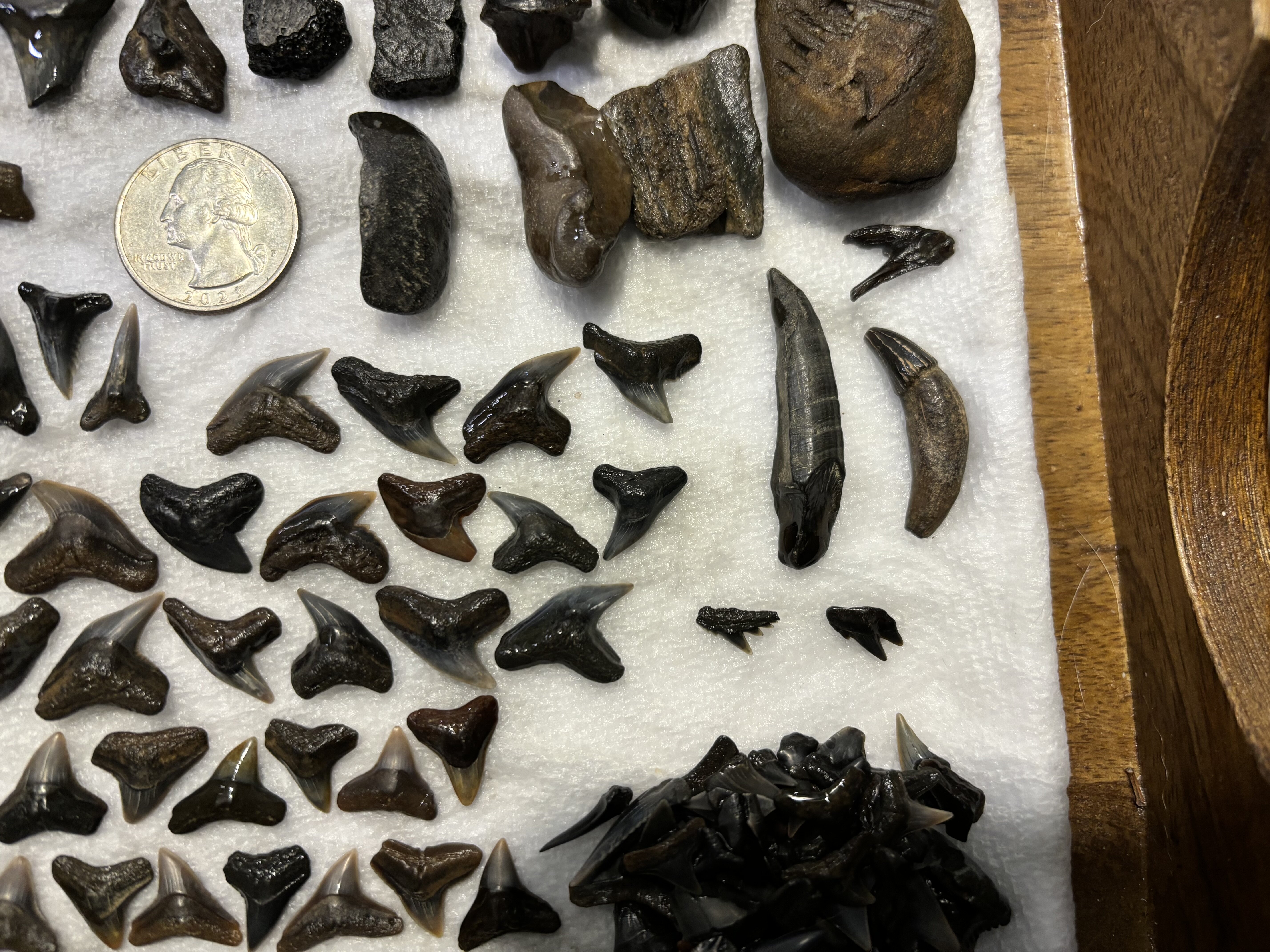 Stratford Cliffs Fossil Hunting Excursion - Fossil Hunting Trips - The ...