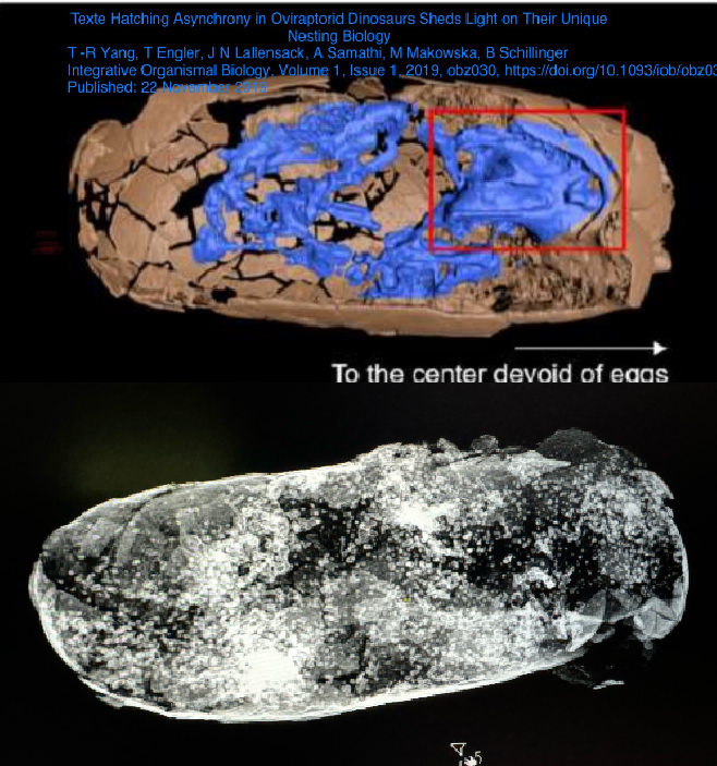 Welcome to DIGITAL Fossil Preparation - Fossil Preparation - The Fossil ...