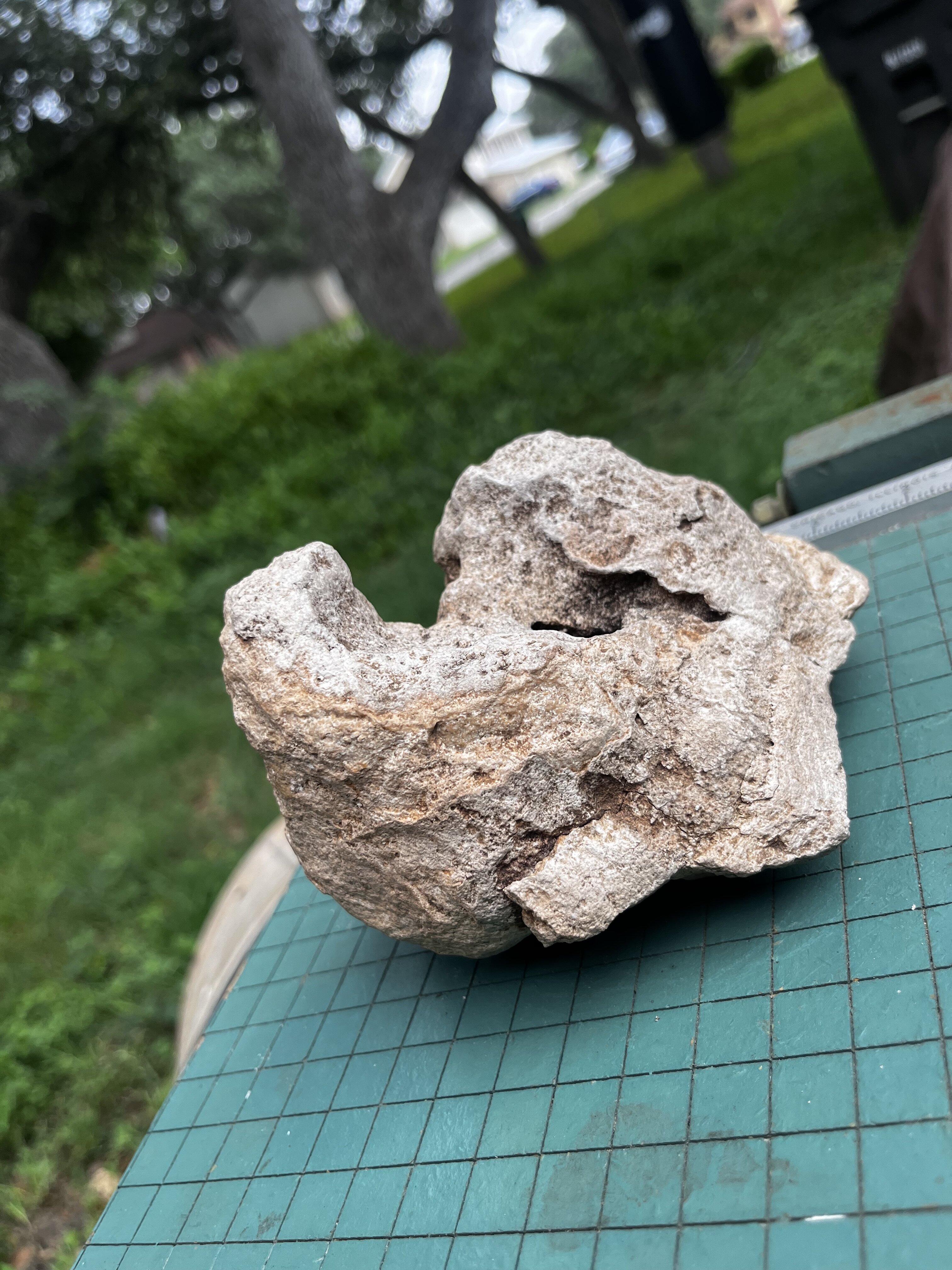 I’m back :) - Fossil ID - The Fossil Forum