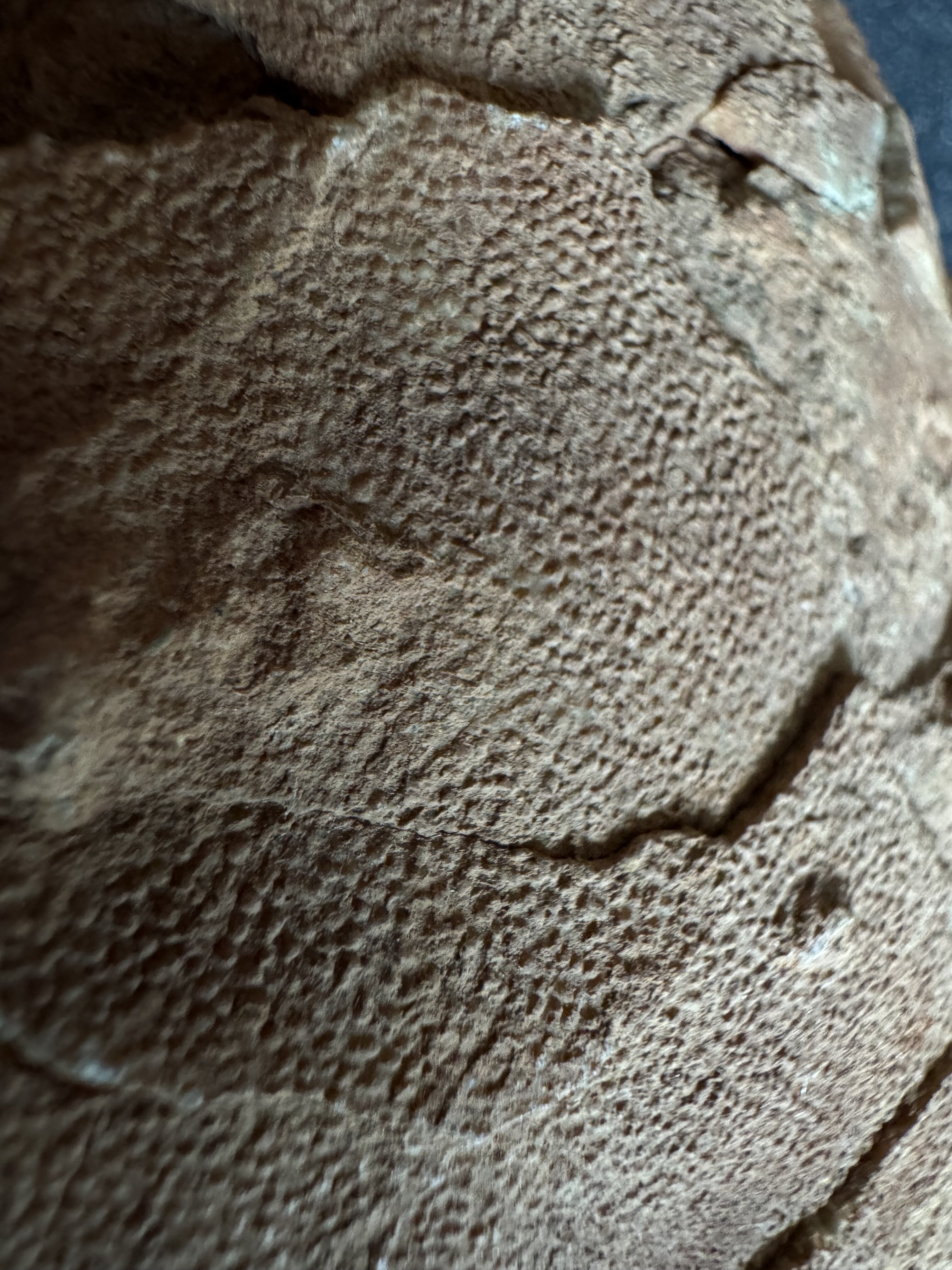 CAT Scan of Cairanoolithus egg - Digital Fossil Preparation - The ...