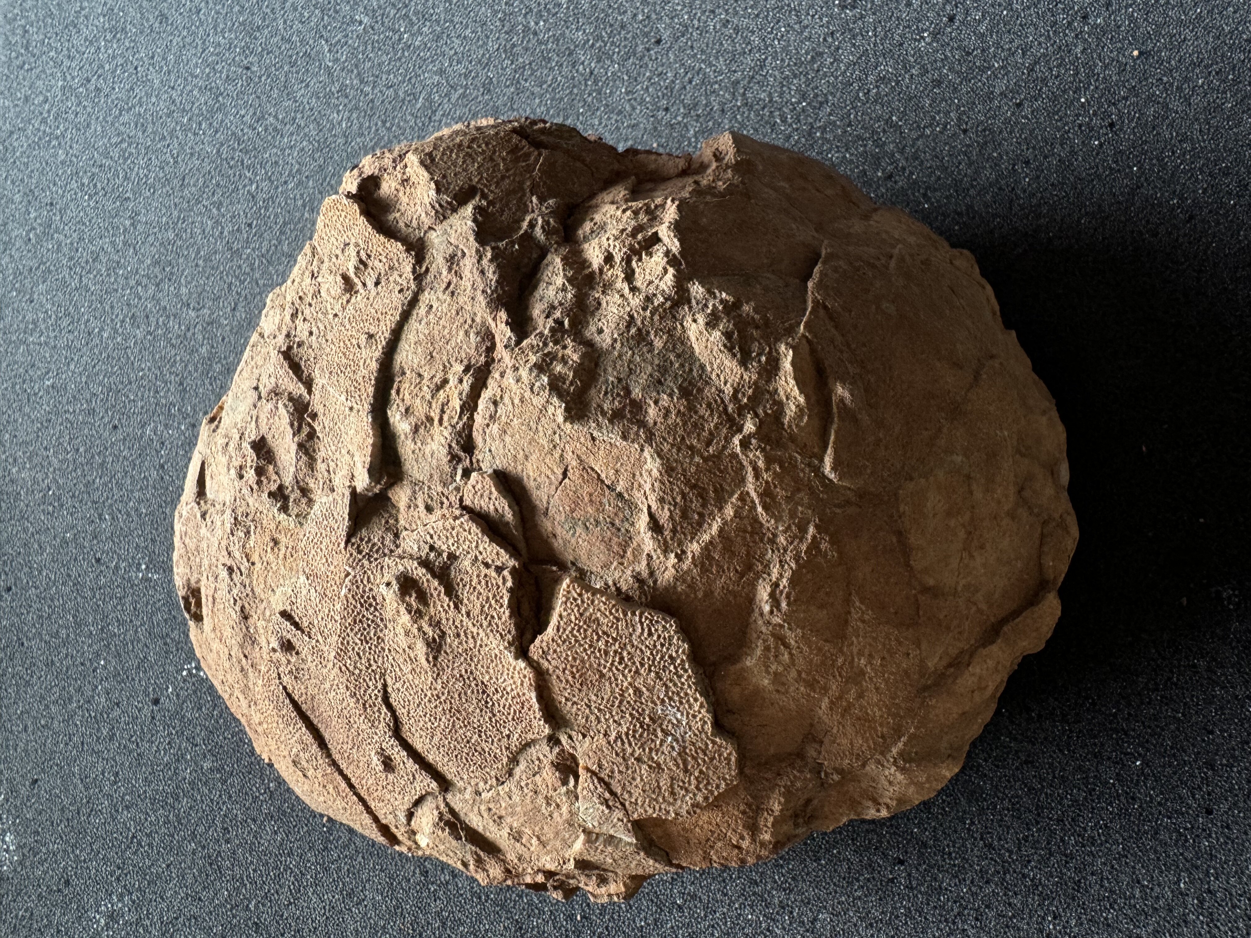 CAT Scan of Cairanoolithus egg - Digital Fossil Preparation - The ...