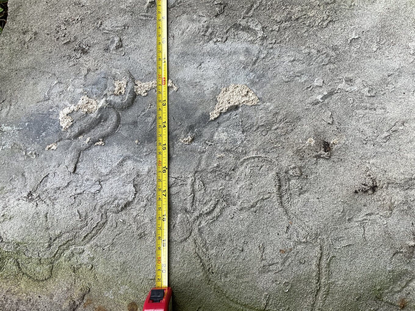 Yorkshire sandstone worm? trail - Fossil ID - The Fossil Forum