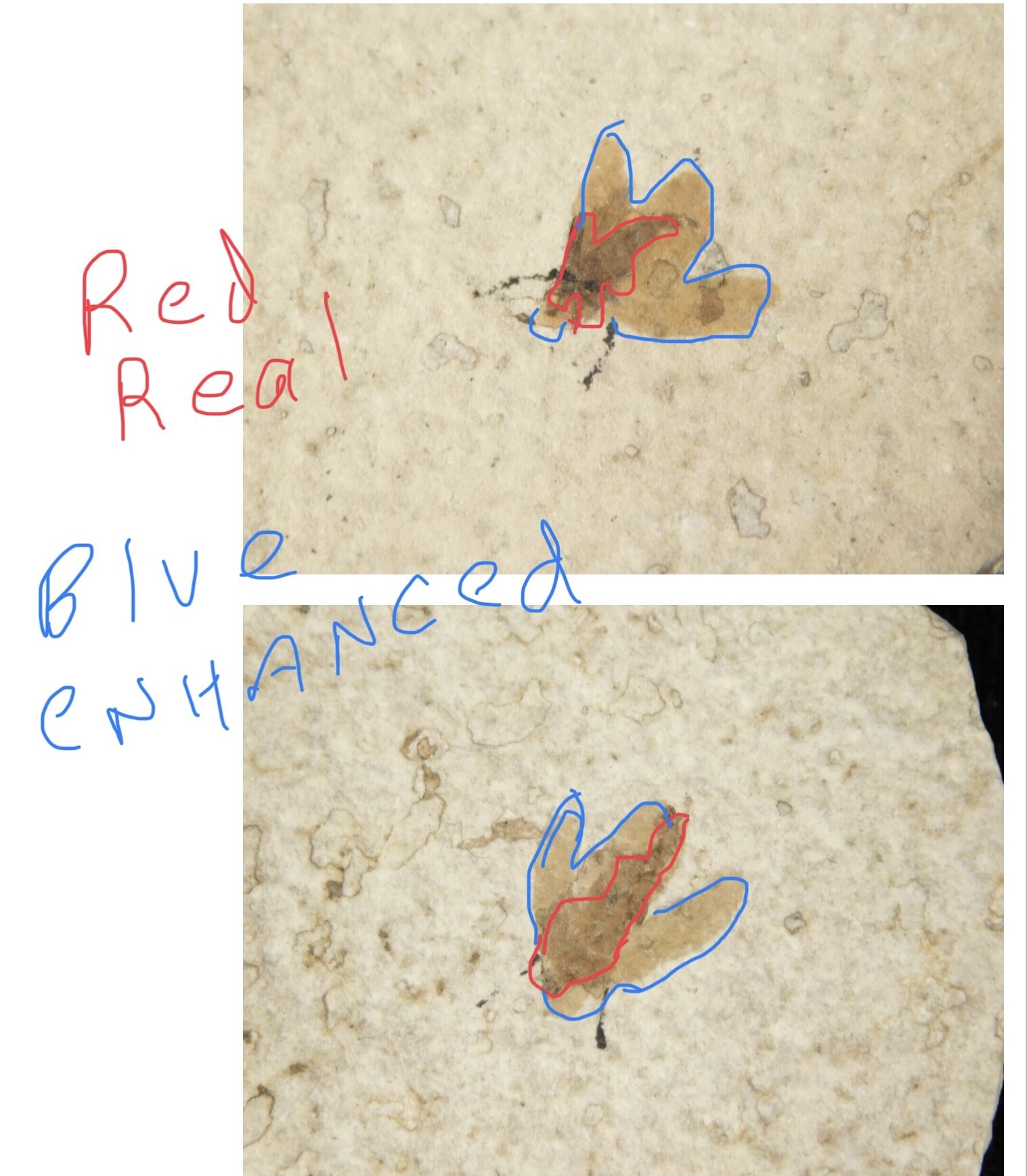 Green river insects - Is It Real? How to Recognize Fossil Fabrications ...