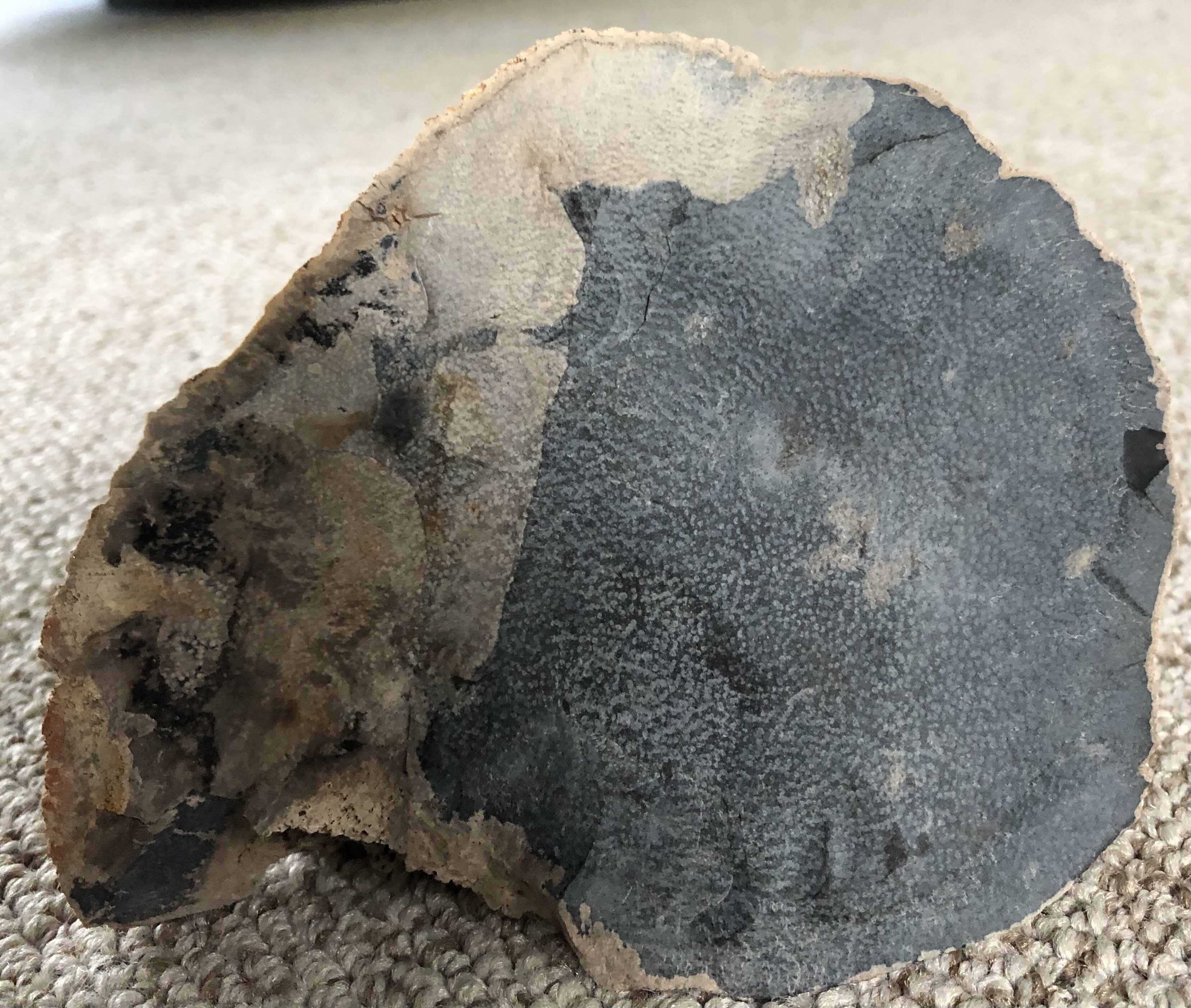 Drake Colorado - Fossil ID - The Fossil Forum