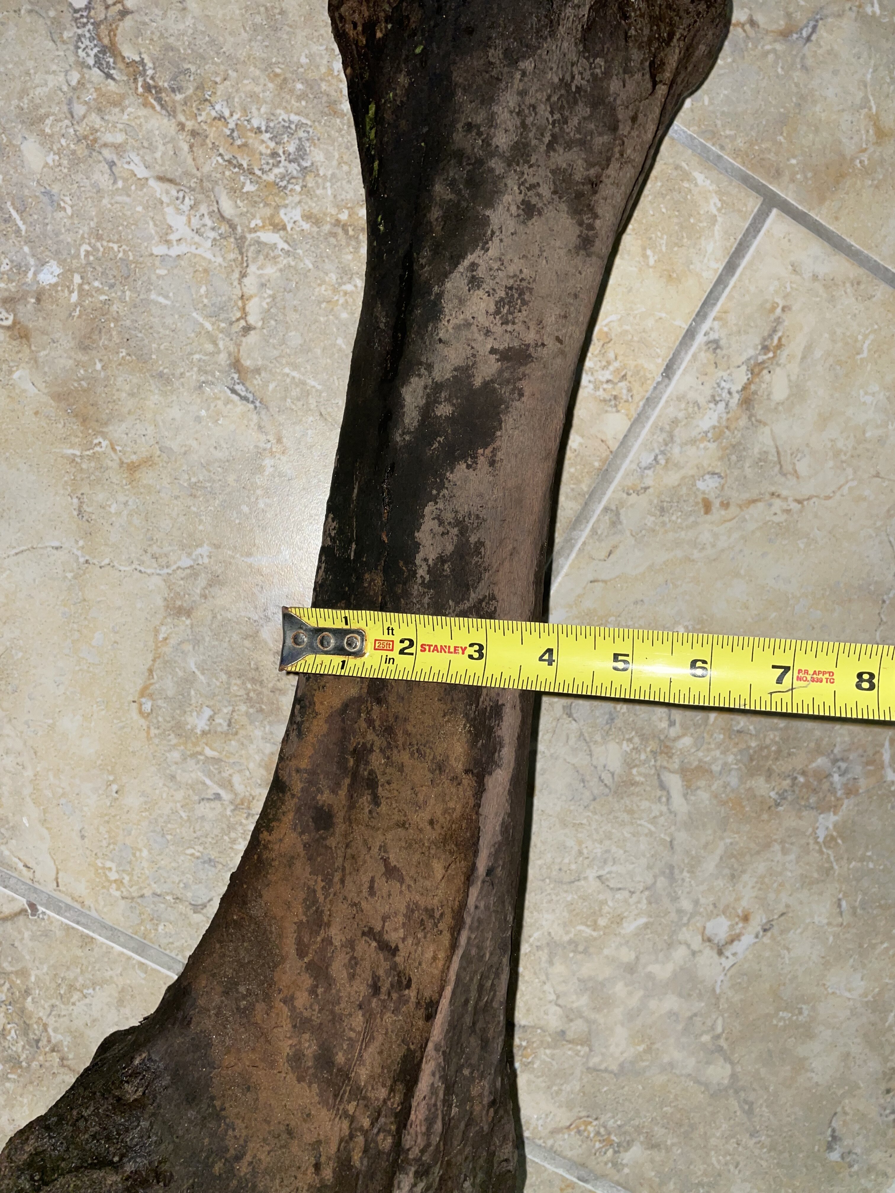 Large bone, Sarasota county Florida creek - Fossil ID - The Fossil Forum