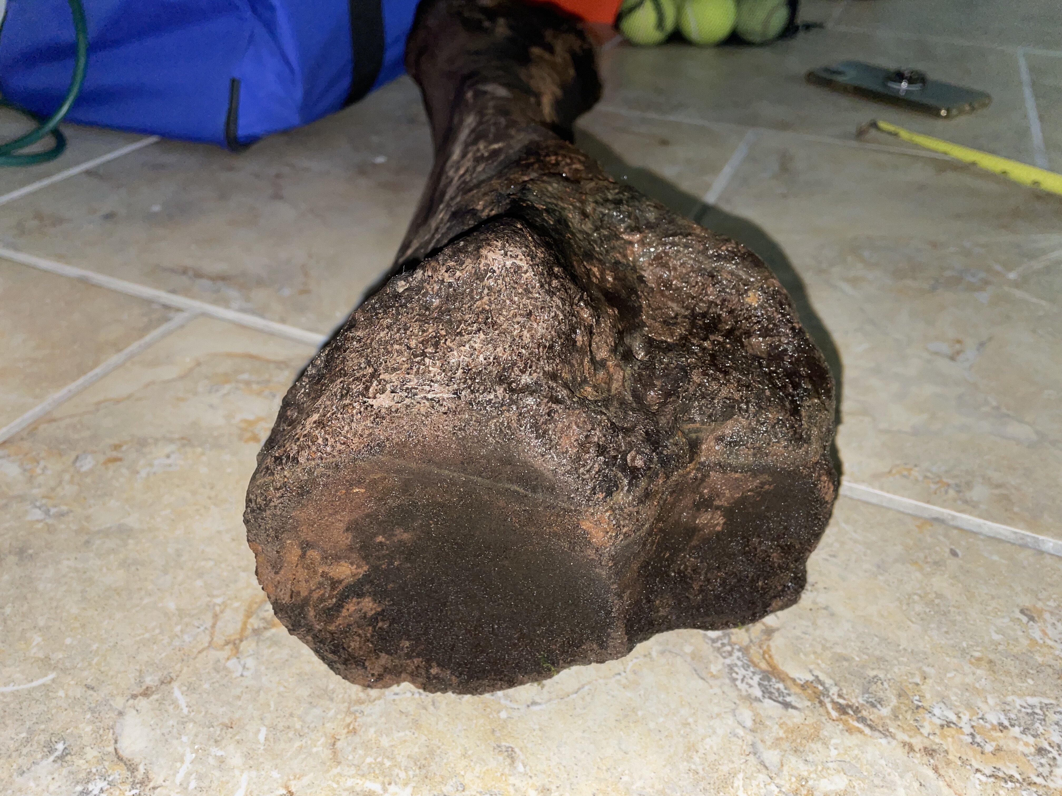 Large bone, Sarasota county Florida creek - Fossil ID - The Fossil Forum