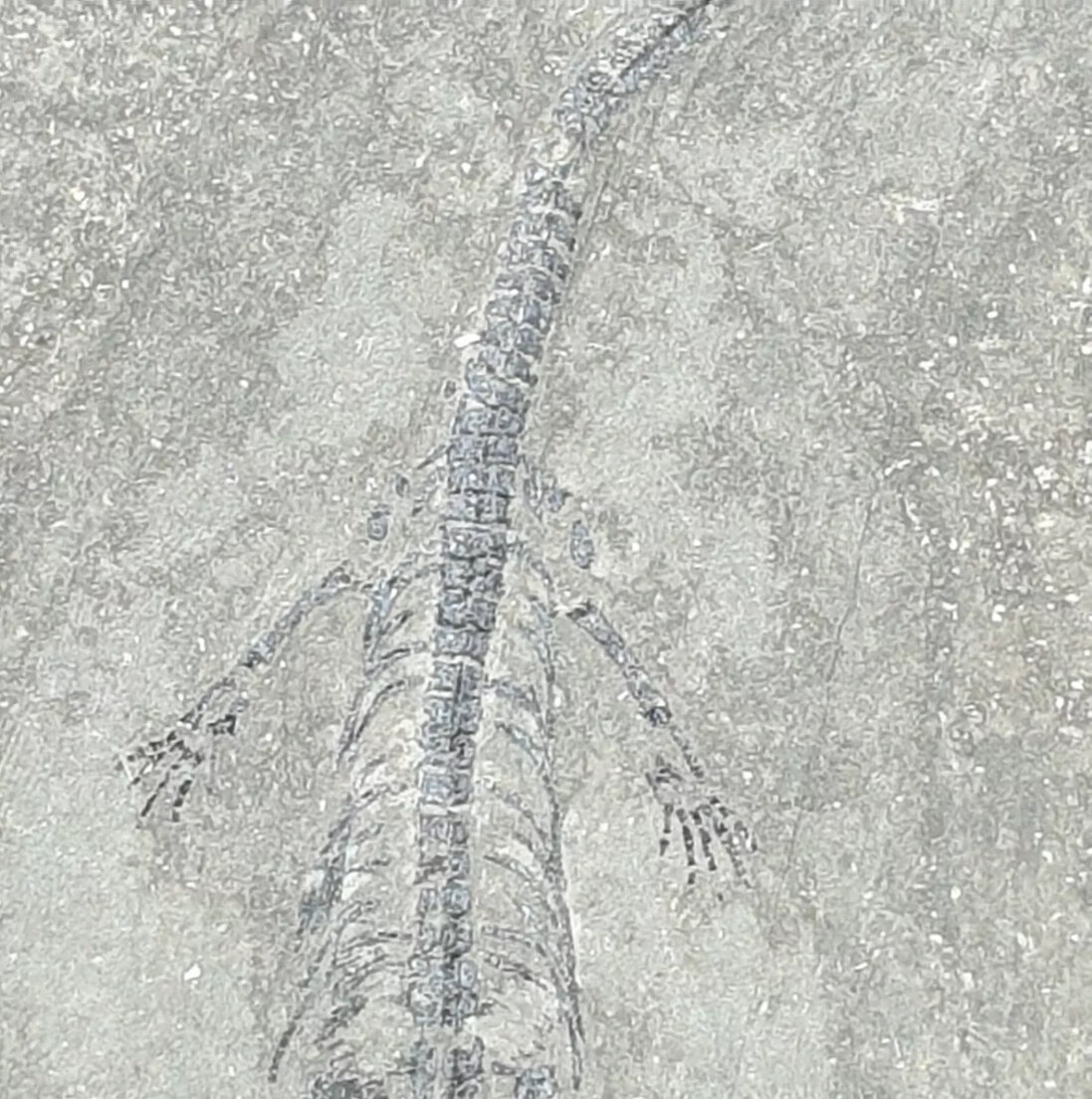 Is this Keichousaurus real? - Is It Real? How to Recognize Fossil ...