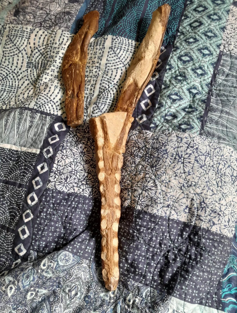 Plesiosaur polycotylid? - Fossil ID - The Fossil Forum