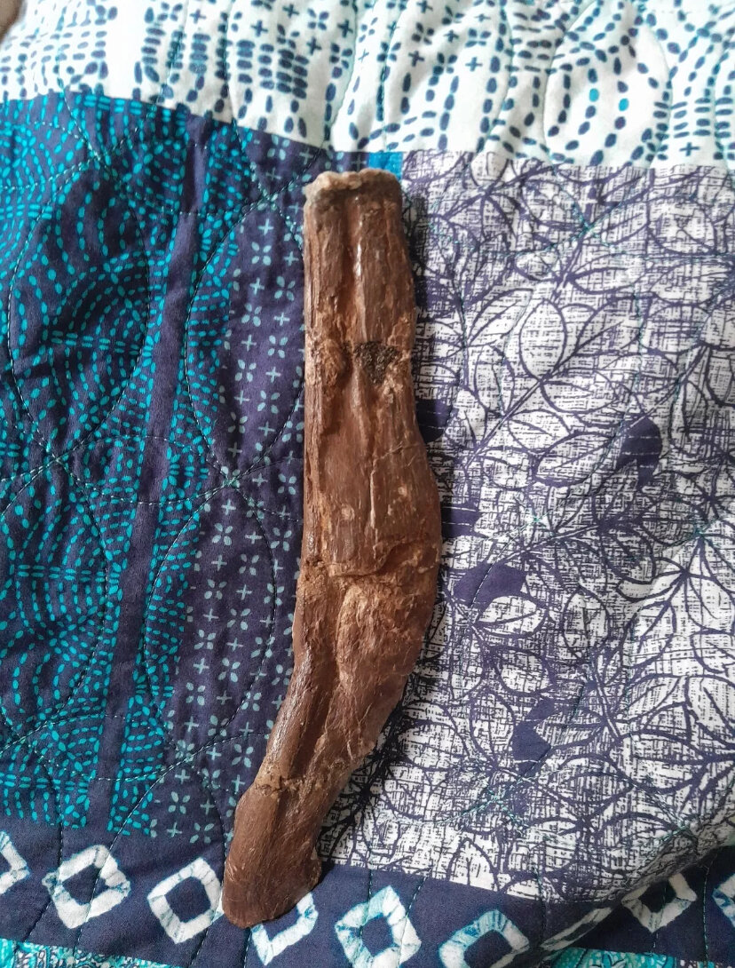 Plesiosaur polycotylid? - Fossil ID - The Fossil Forum