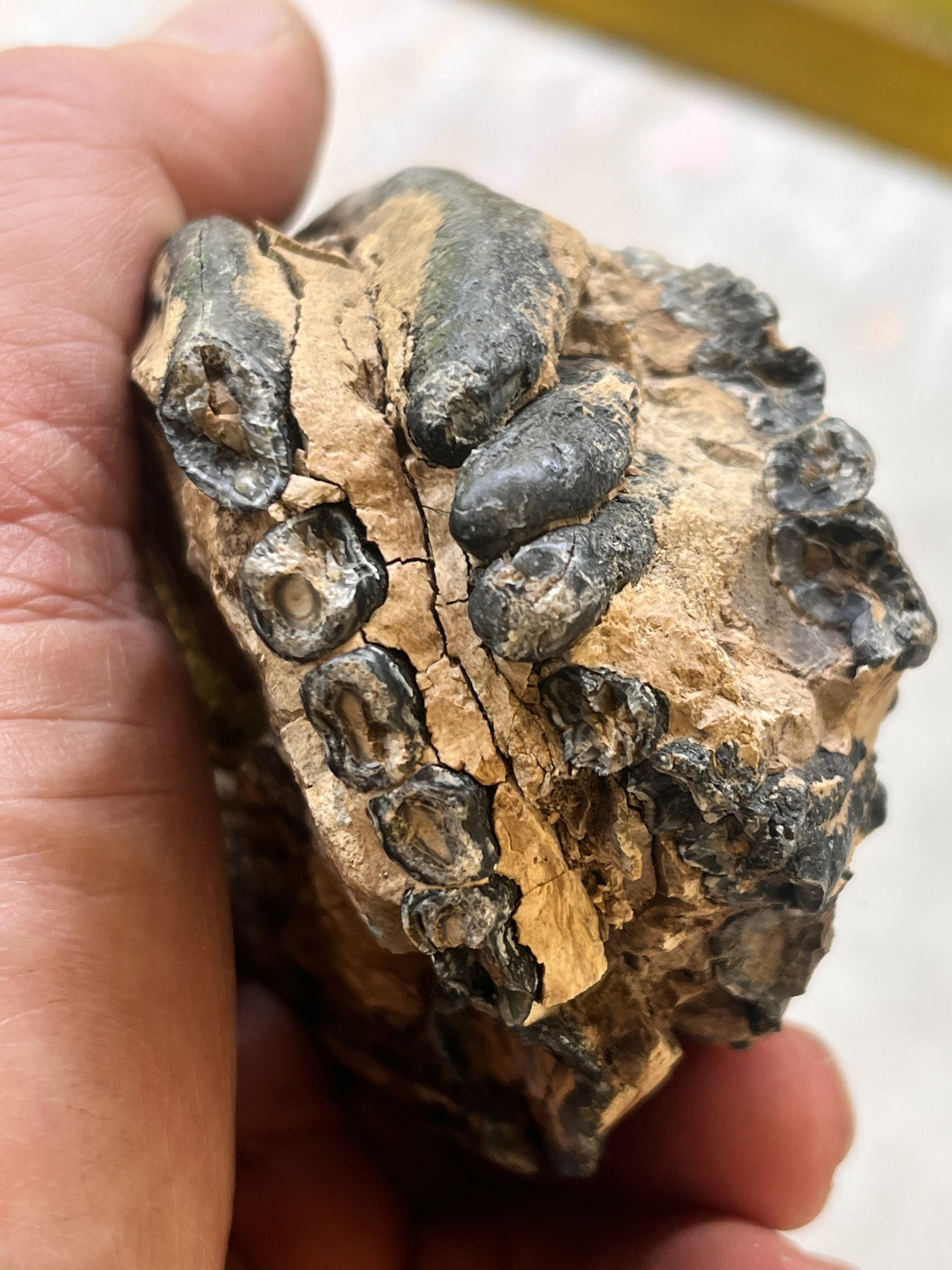 Three rows of teeth - Fossil ID - The Fossil Forum