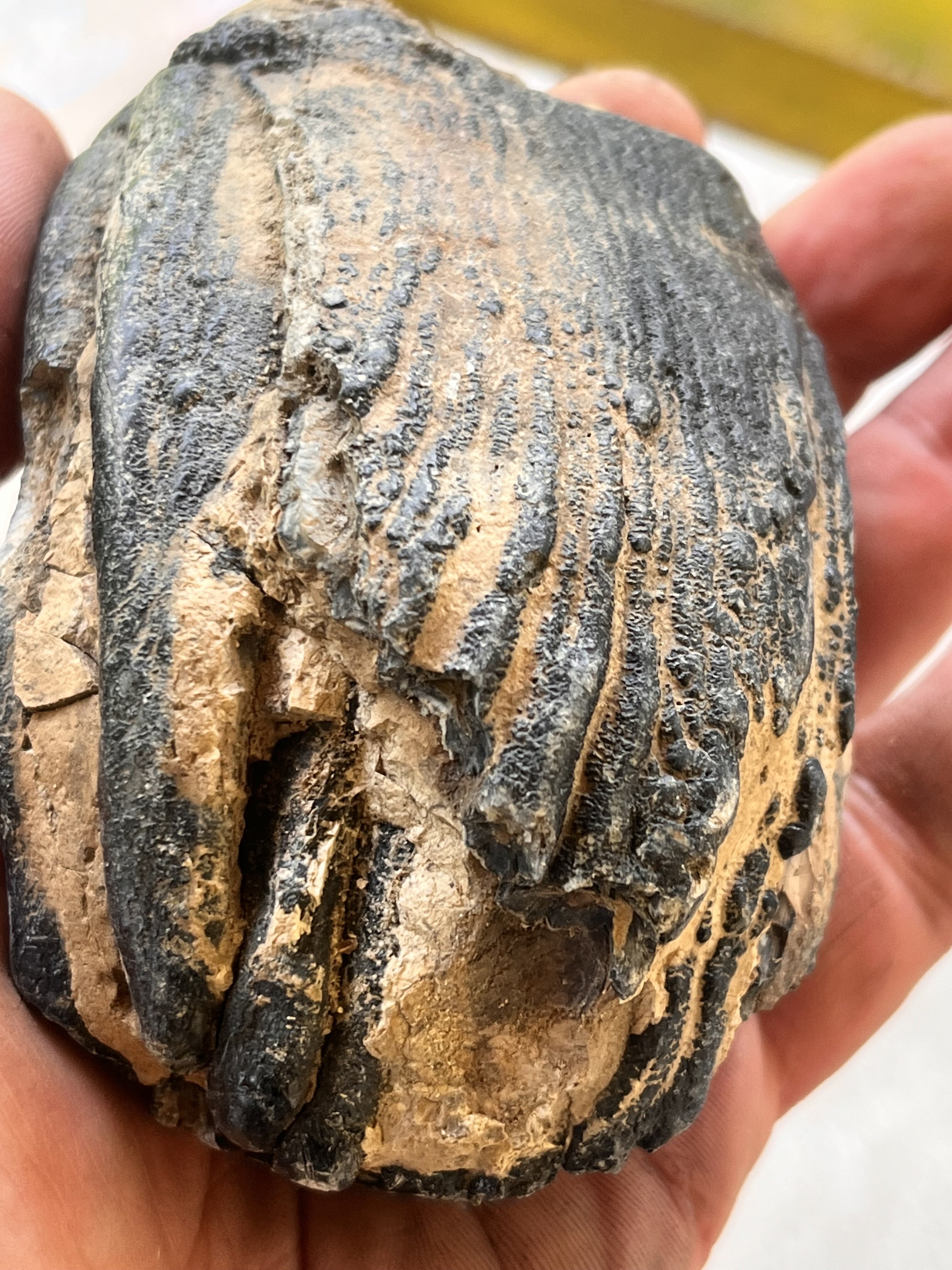Three rows of teeth - Fossil ID - The Fossil Forum