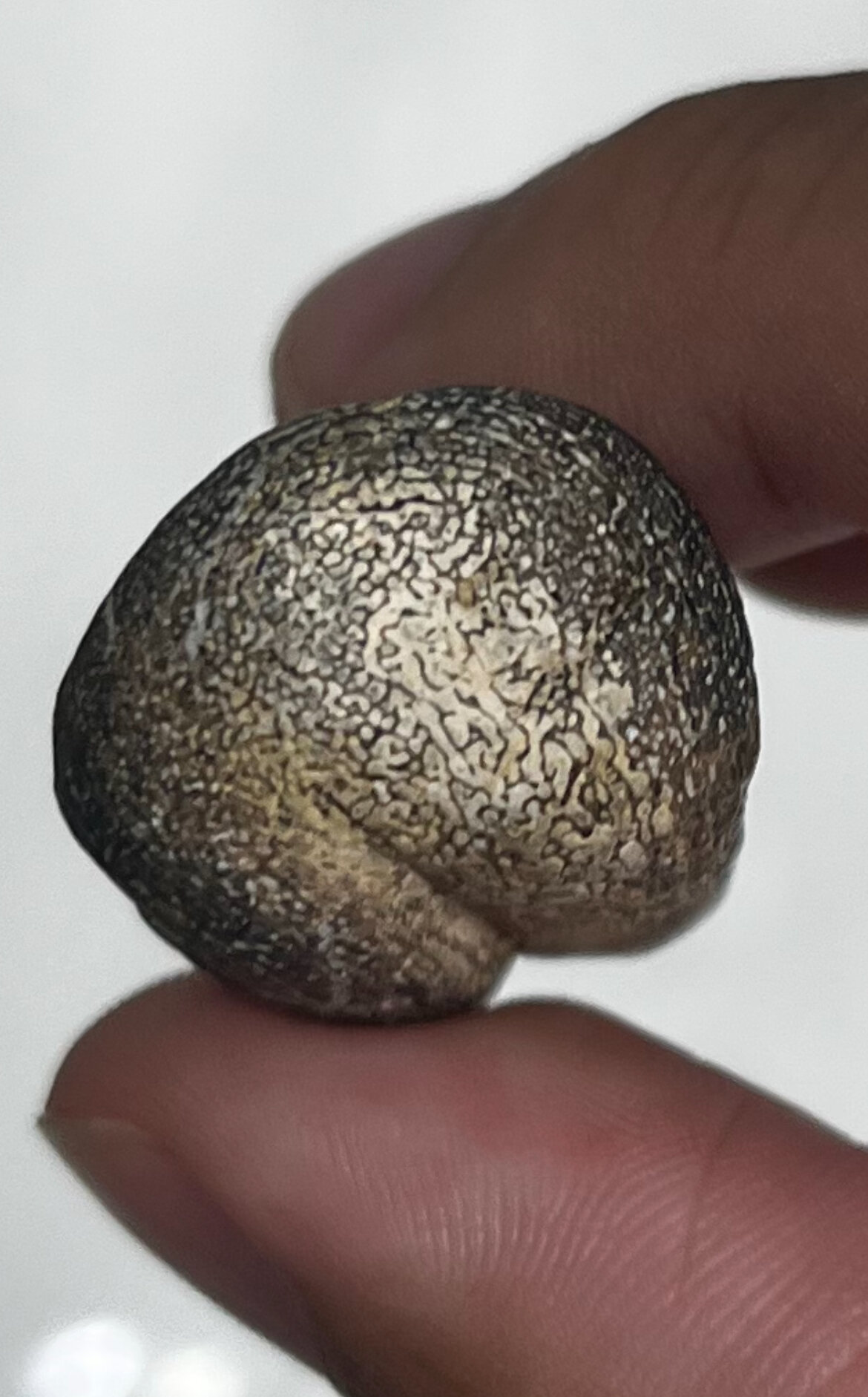 Central Texas bone id - Fossil ID - The Fossil Forum