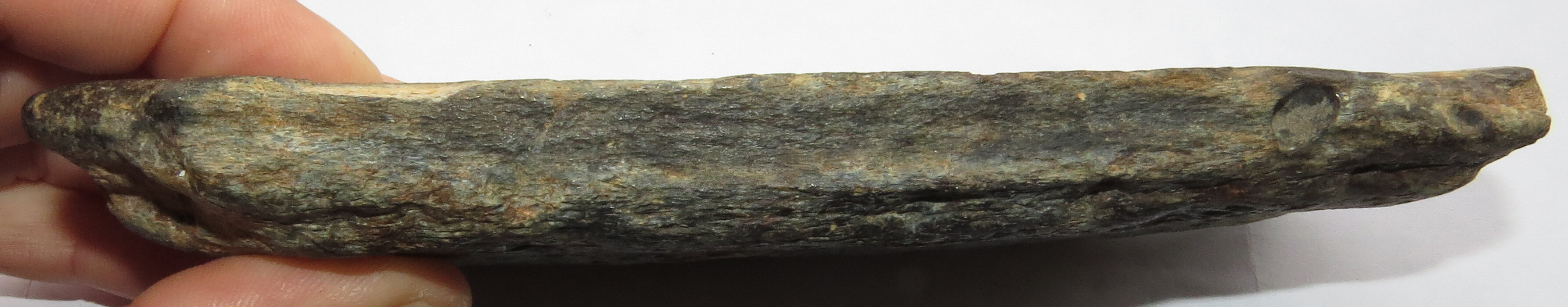 'Grey' bone/wood fossil found in Suffolk, UK. - Fossil ID - The Fossil ...
