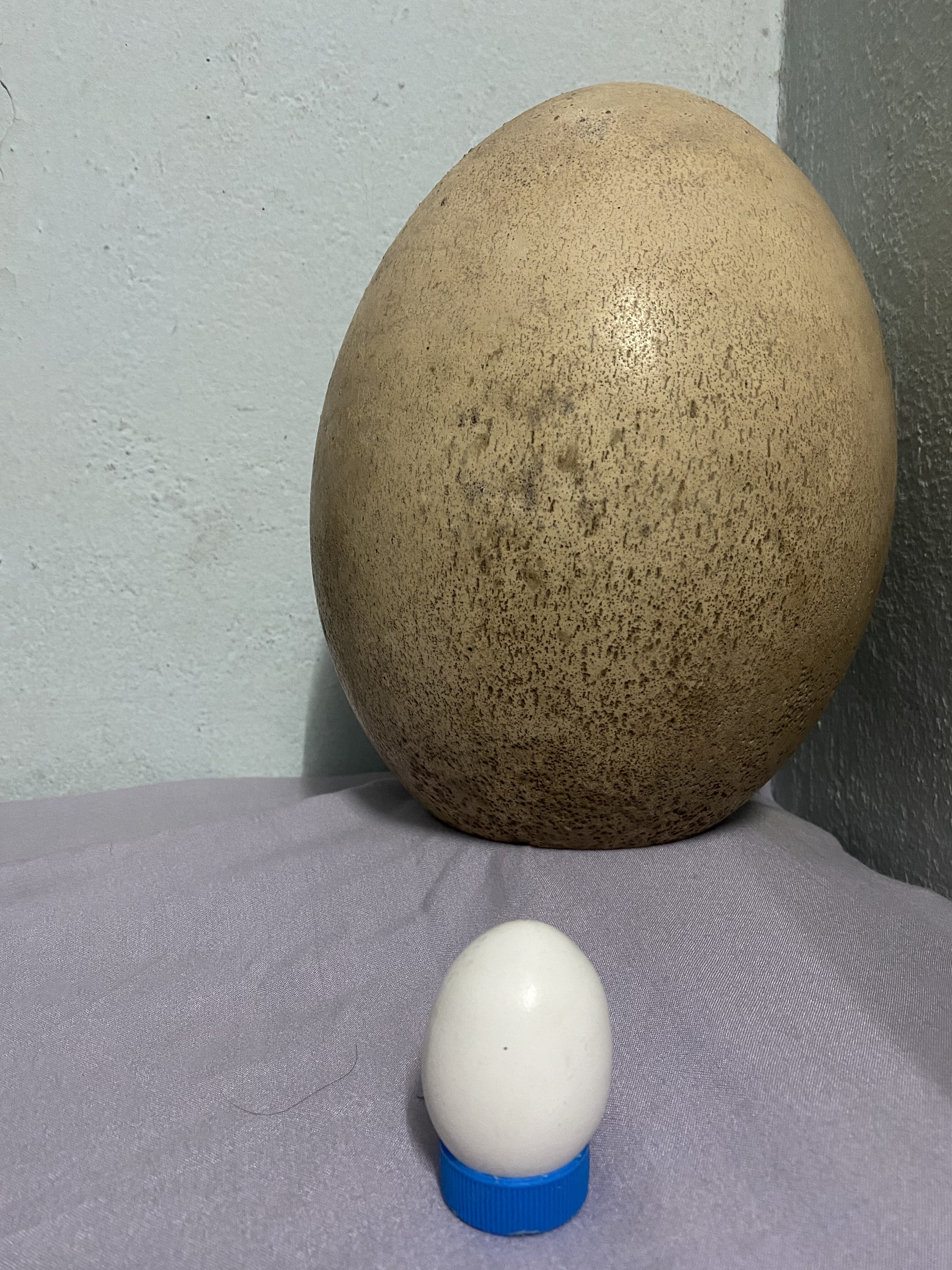 Elephant Bird Egg classification - Questions & Answers - The Fossil Forum
