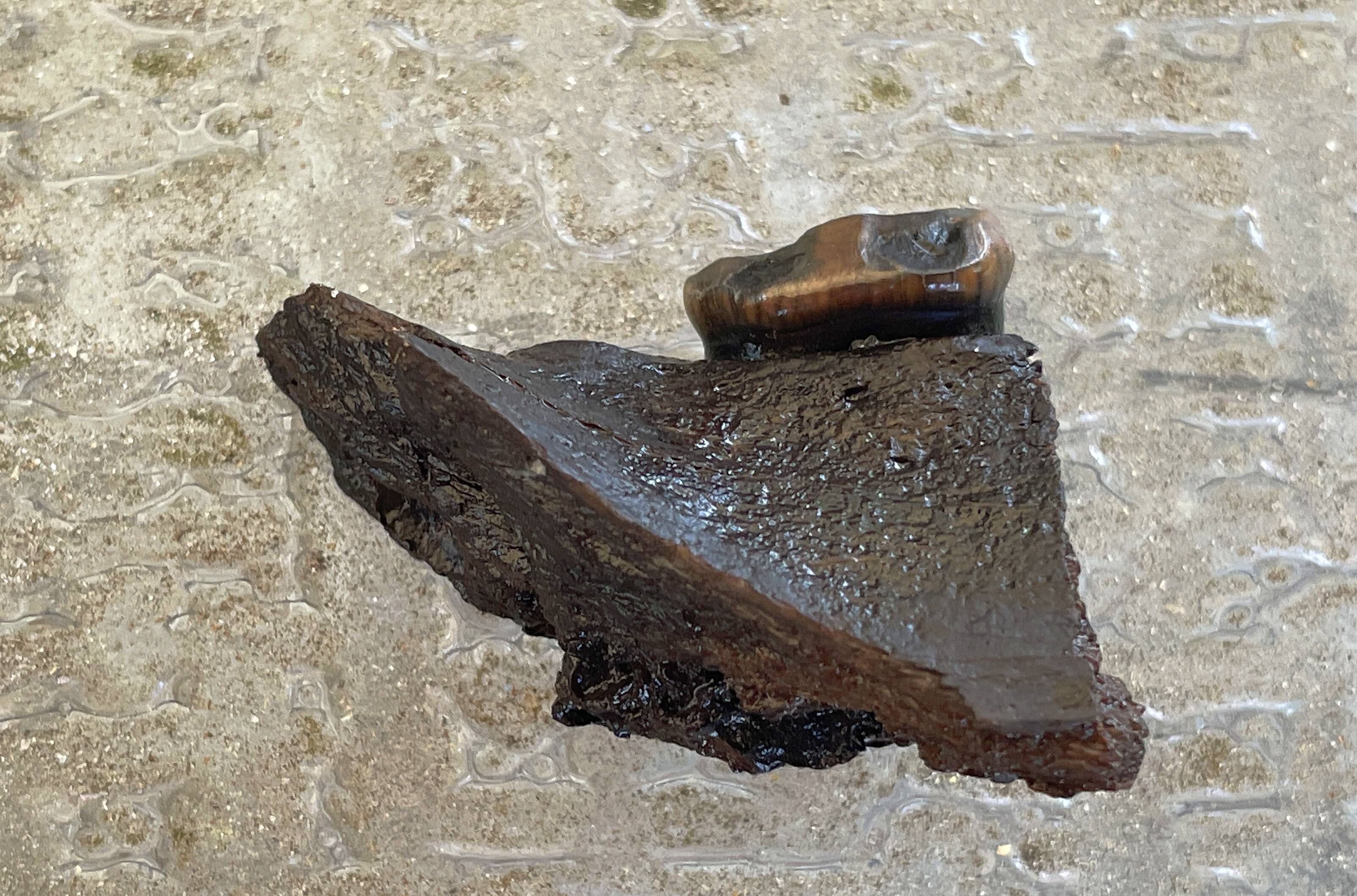 Jaw with a tooth, times 2 - Fossil ID - The Fossil Forum