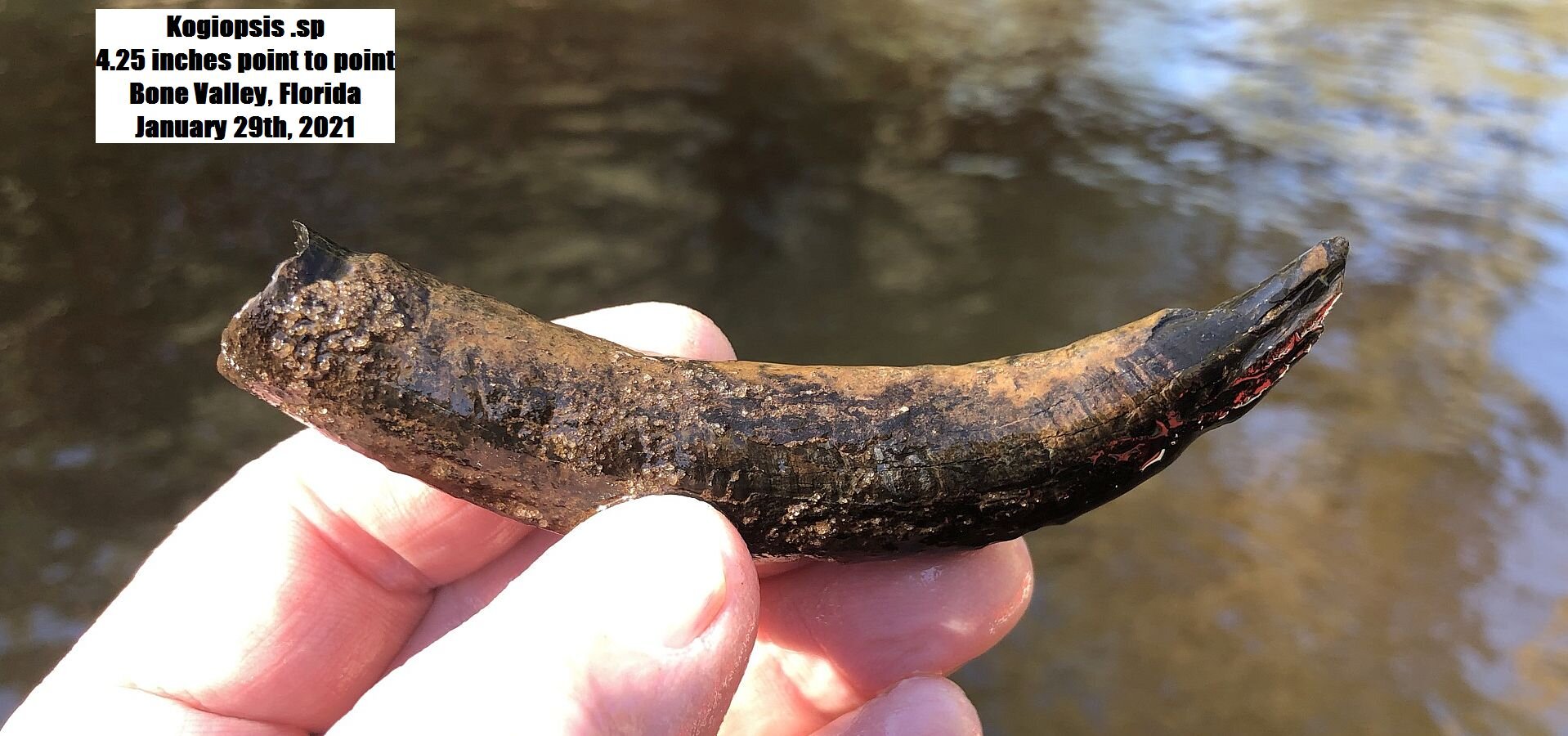 What is this? Found in Peace River Florida - Fossil ID - The Fossil Forum
