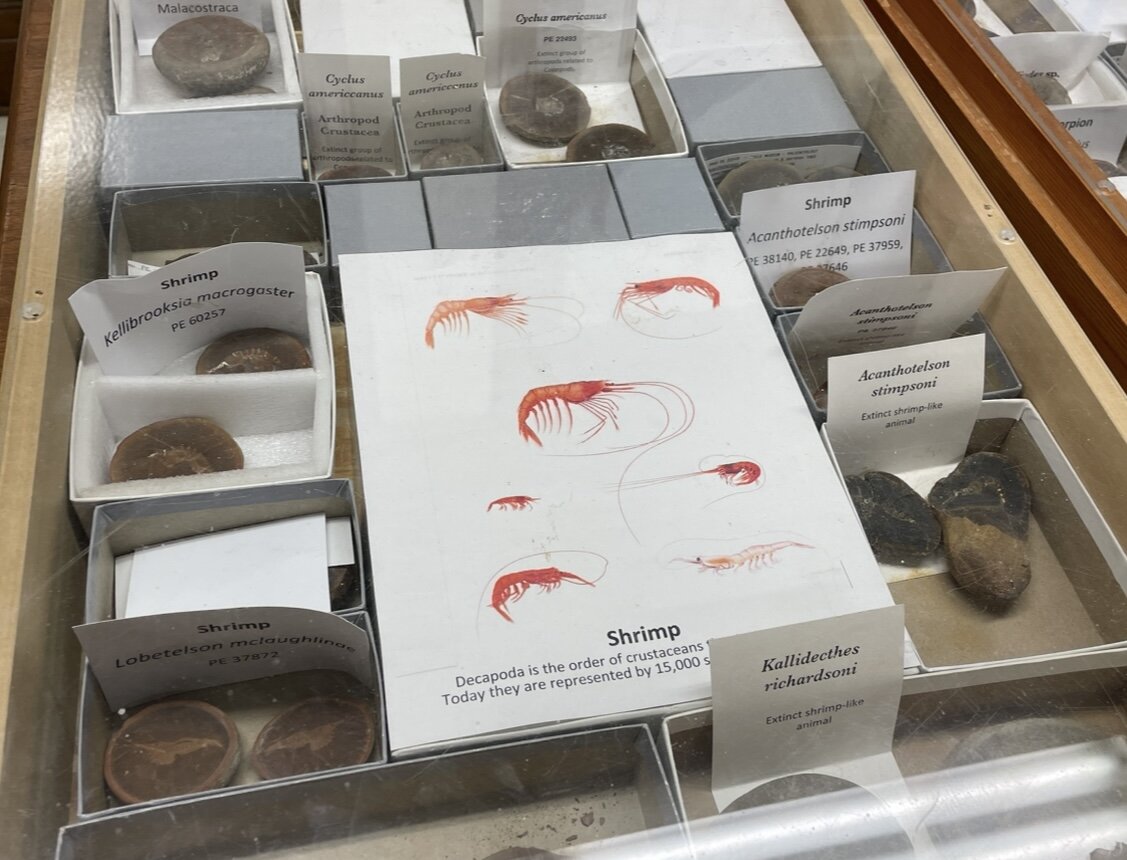Trip to Chicago's Field Museum Members night May 9th, 2024 - A Trip to ...
