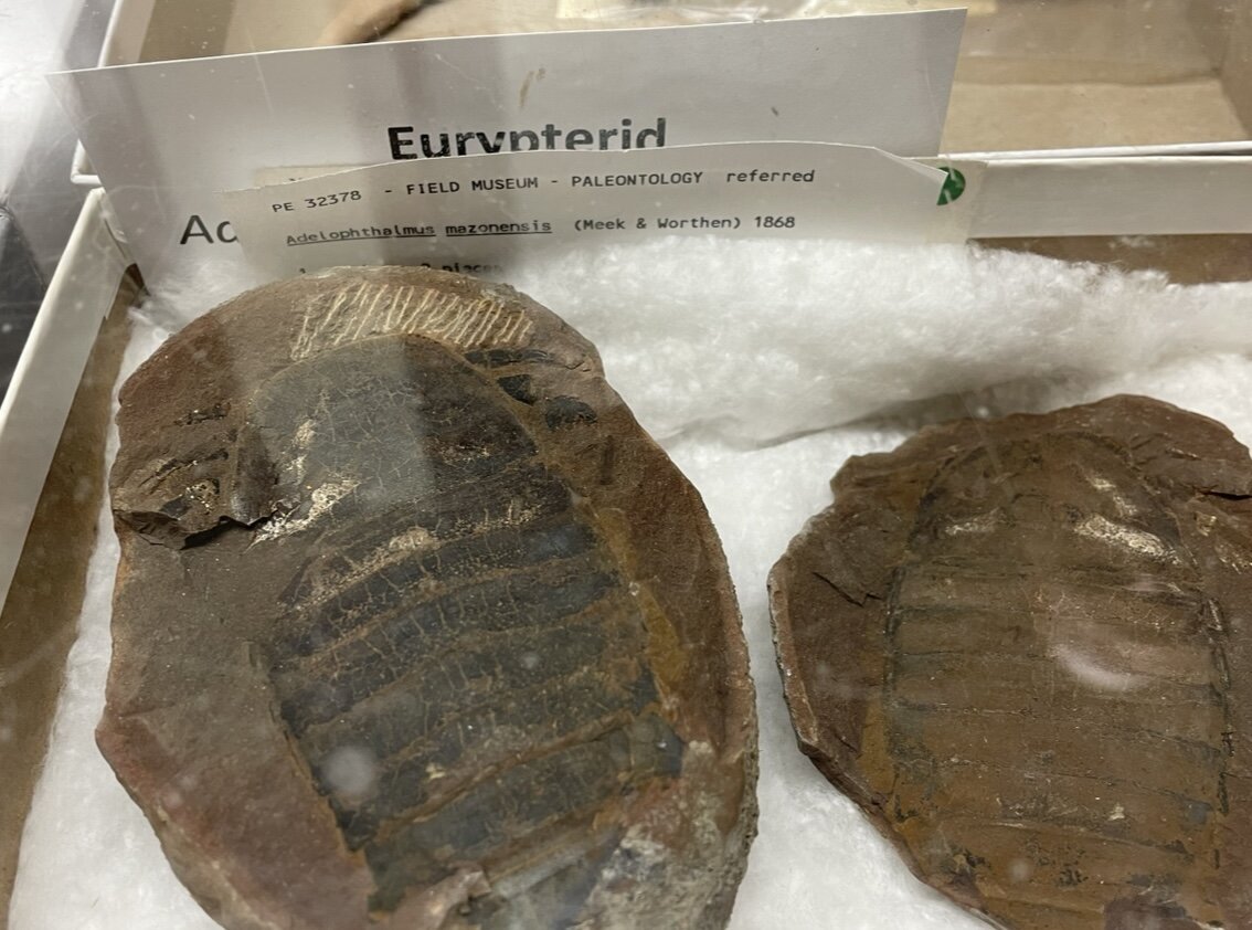 Trip to Chicago's Field Museum Members night May 9th, 2024 - A Trip to ...