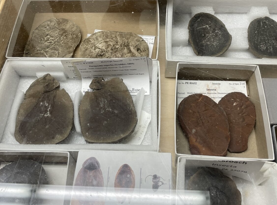 Trip to Chicago's Field Museum Members night May 9th, 2024 - A Trip to ...