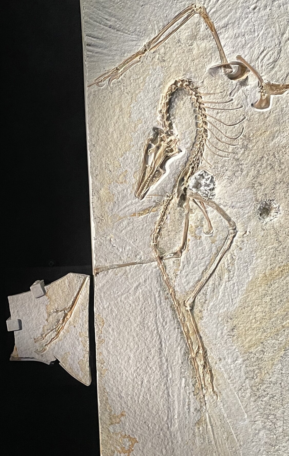 Trip to Chicago's Field Museum Members night May 9th, 2024 - A Trip to ...