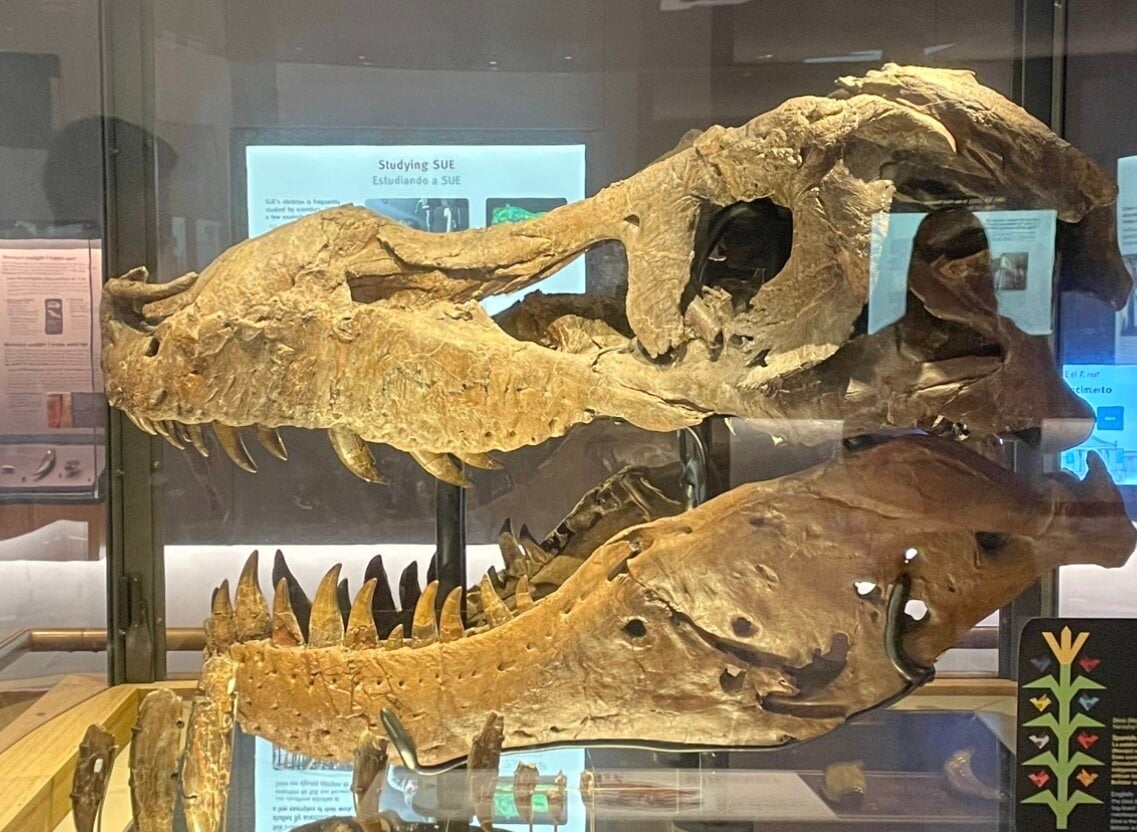 Trip to Chicago's Field Museum Members night May 9th, 2024 - A Trip to ...
