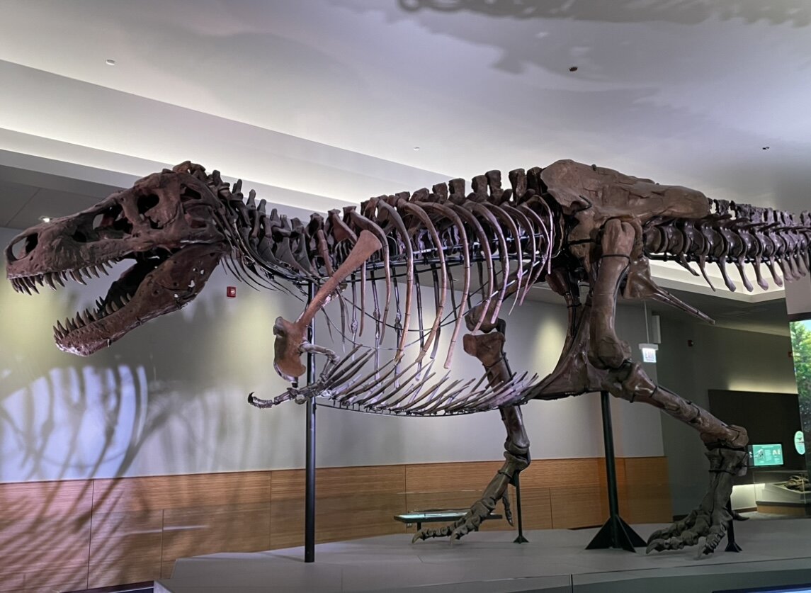 Trip to Chicago's Field Museum Members night May 9th, 2024 - A Trip to ...