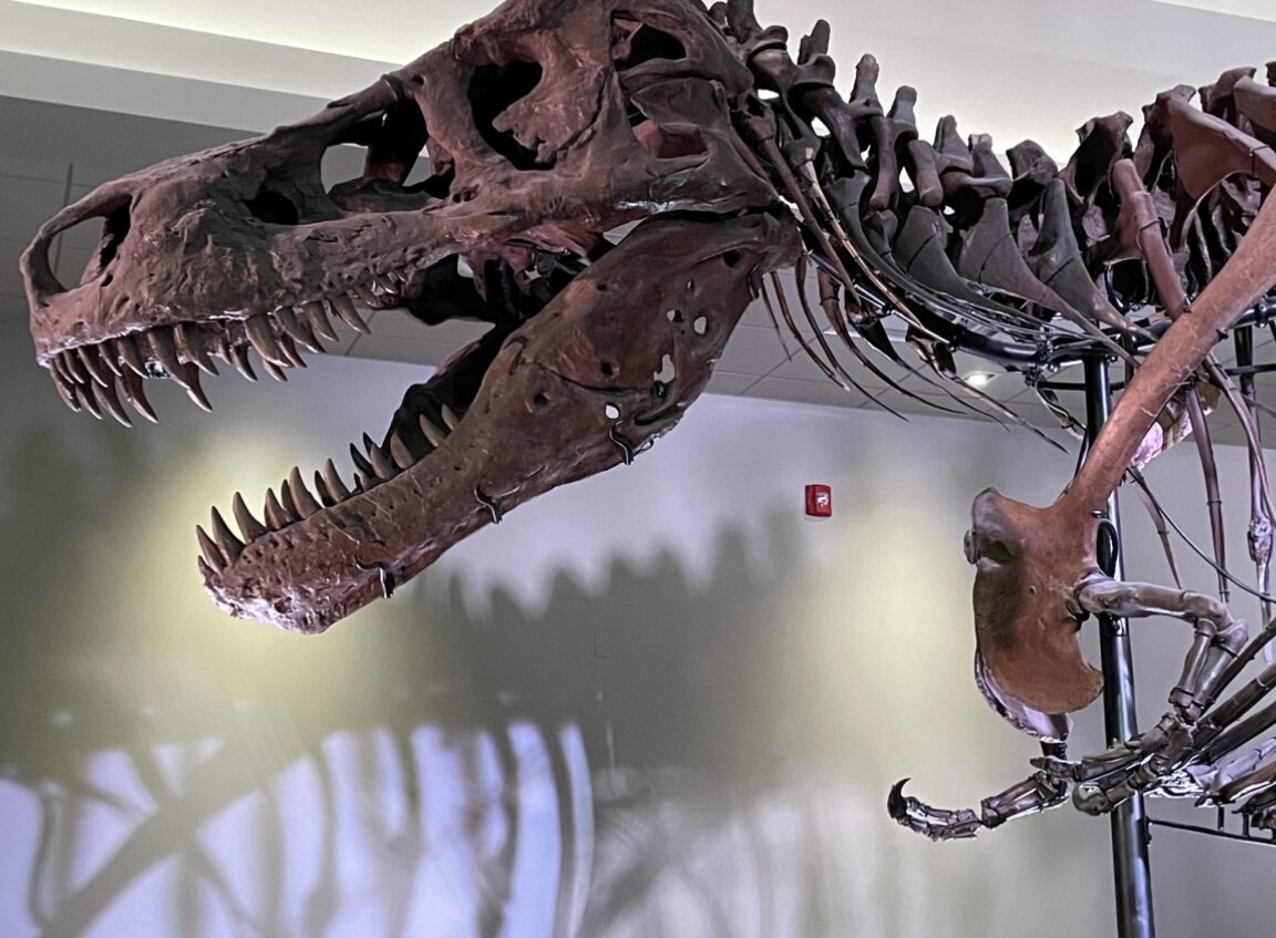 Trip to Chicago's Field Museum Members night May 9th, 2024 - A Trip to ...