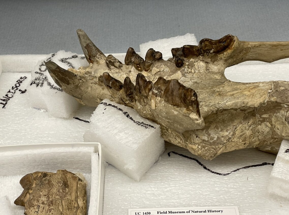 Trip to Chicago's Field Museum Members night May 9th, 2024 - A Trip to ...