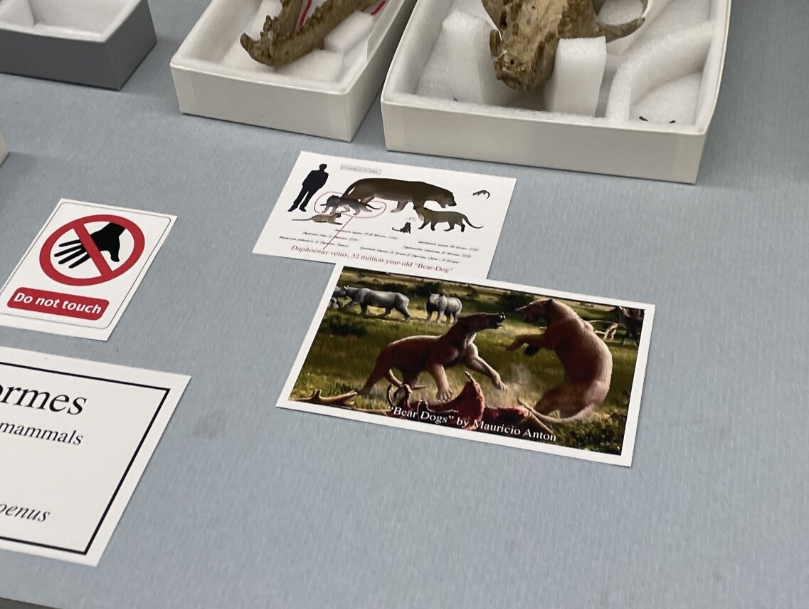 Trip to Chicago's Field Museum Members night May 9th, 2024 - A Trip to ...